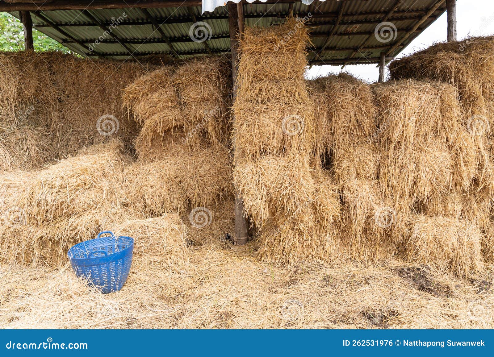 Hay Barn Full of Hay Bale Hay Stack Stock Photo - Image of pasture ...