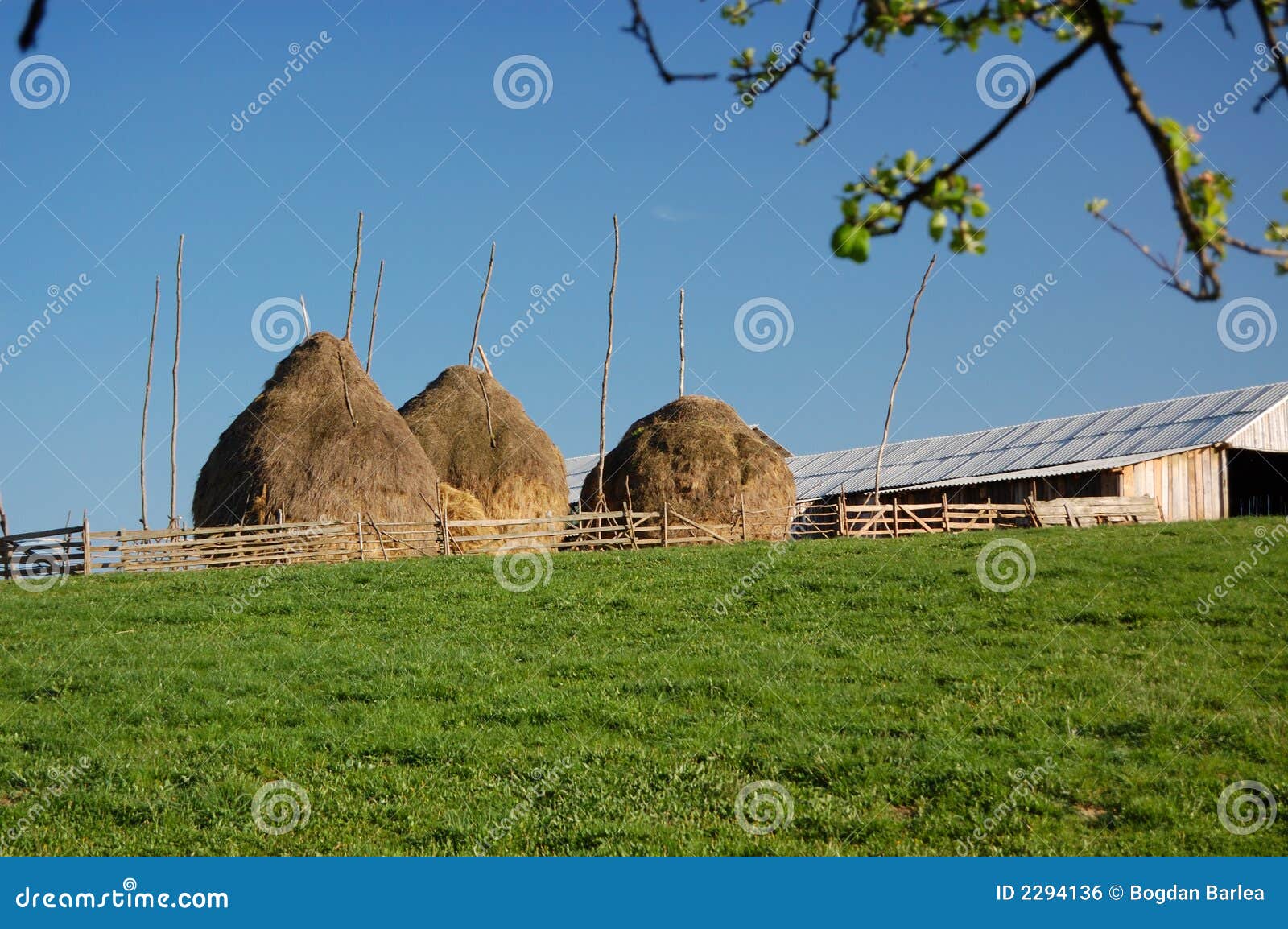 Hay Bundle Picture. Image: 2294136