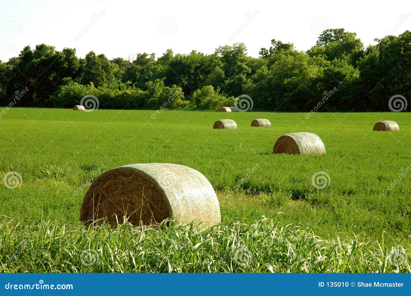 Hay Bundles stock photo. Image of grass, crop, oklahoma - 135010
