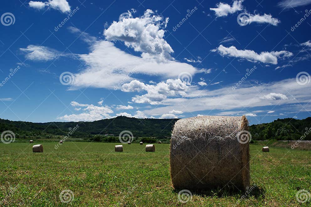 Hay bundles stock photo. Image of bushes, bundle, fodder - 7453508