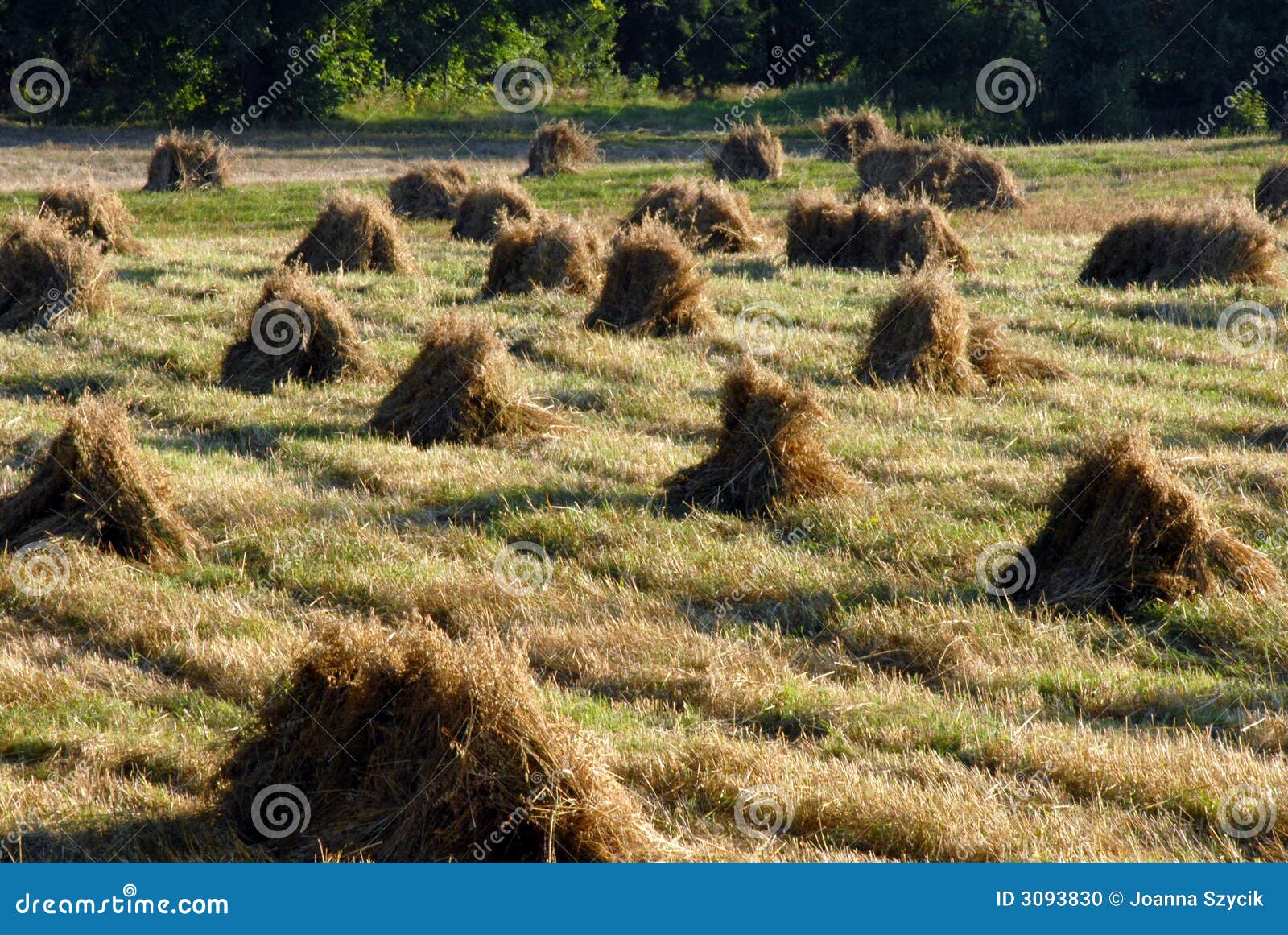 Hay bundles in field stock photo. Image of piled, rural - 3093830