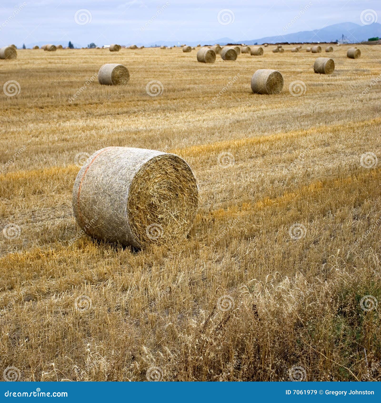 Hay bundles in the field. stock image. Image of fall, grass - 7061979