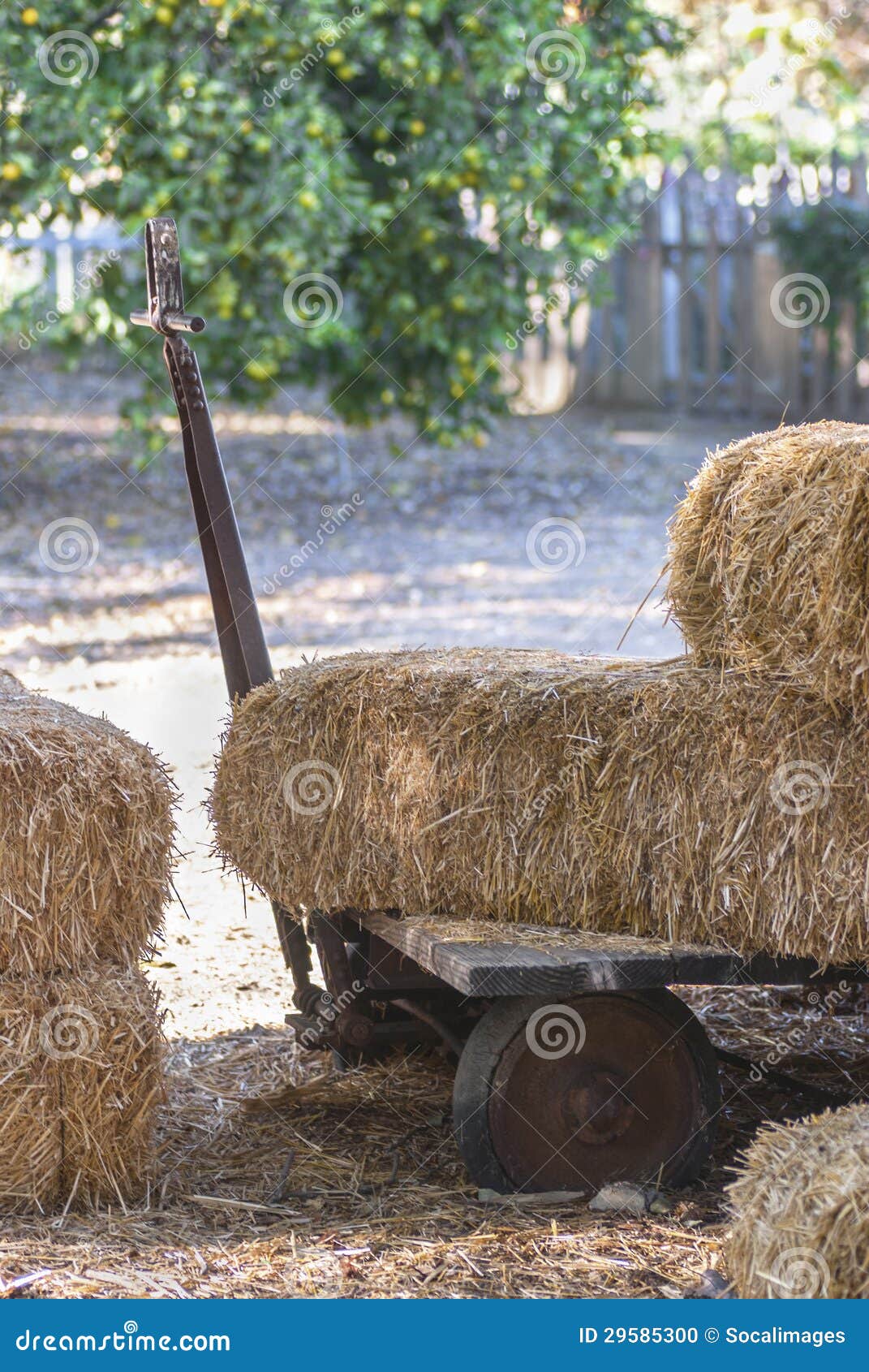 Hay on a Cart stock photo. Image of agriculture, food - 29585300