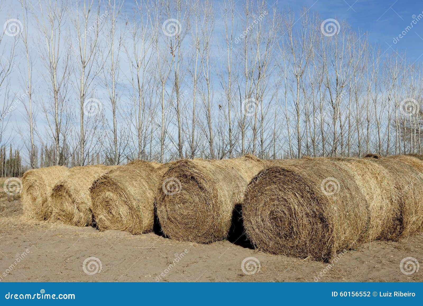 Hay for cattle stock photo. Image of harvesting, countryside - 60156552