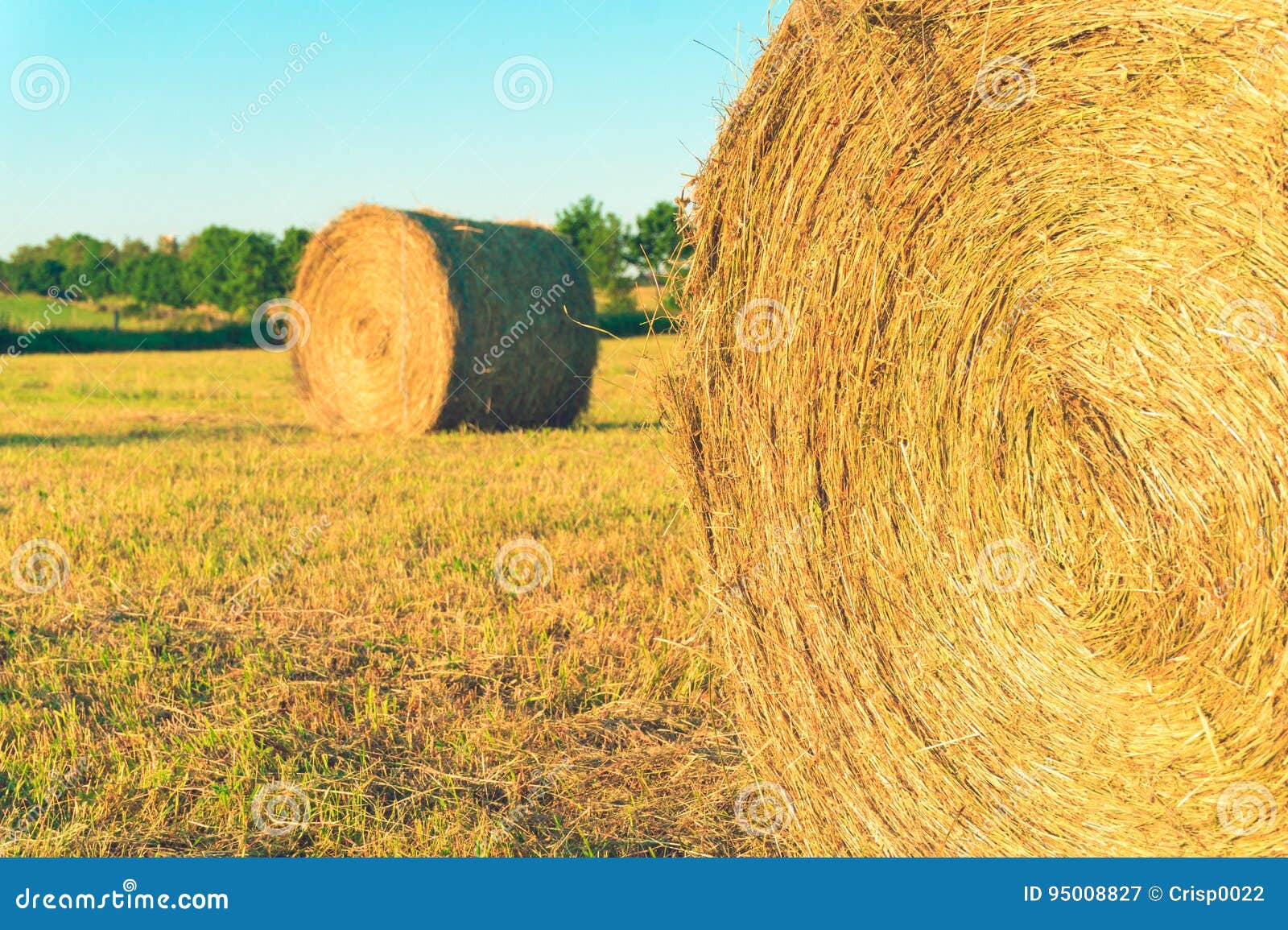 Hay circles on the field stock image. Image of harvest - 95008827