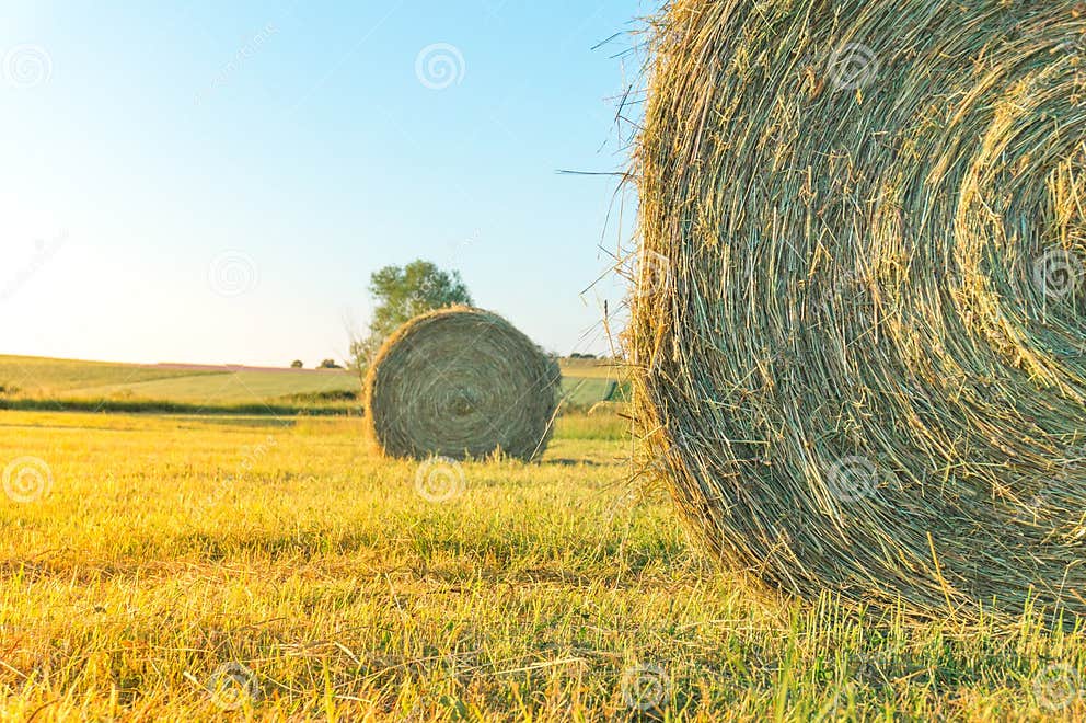 Hay circles on the field stock image. Image of landscape - 95008873