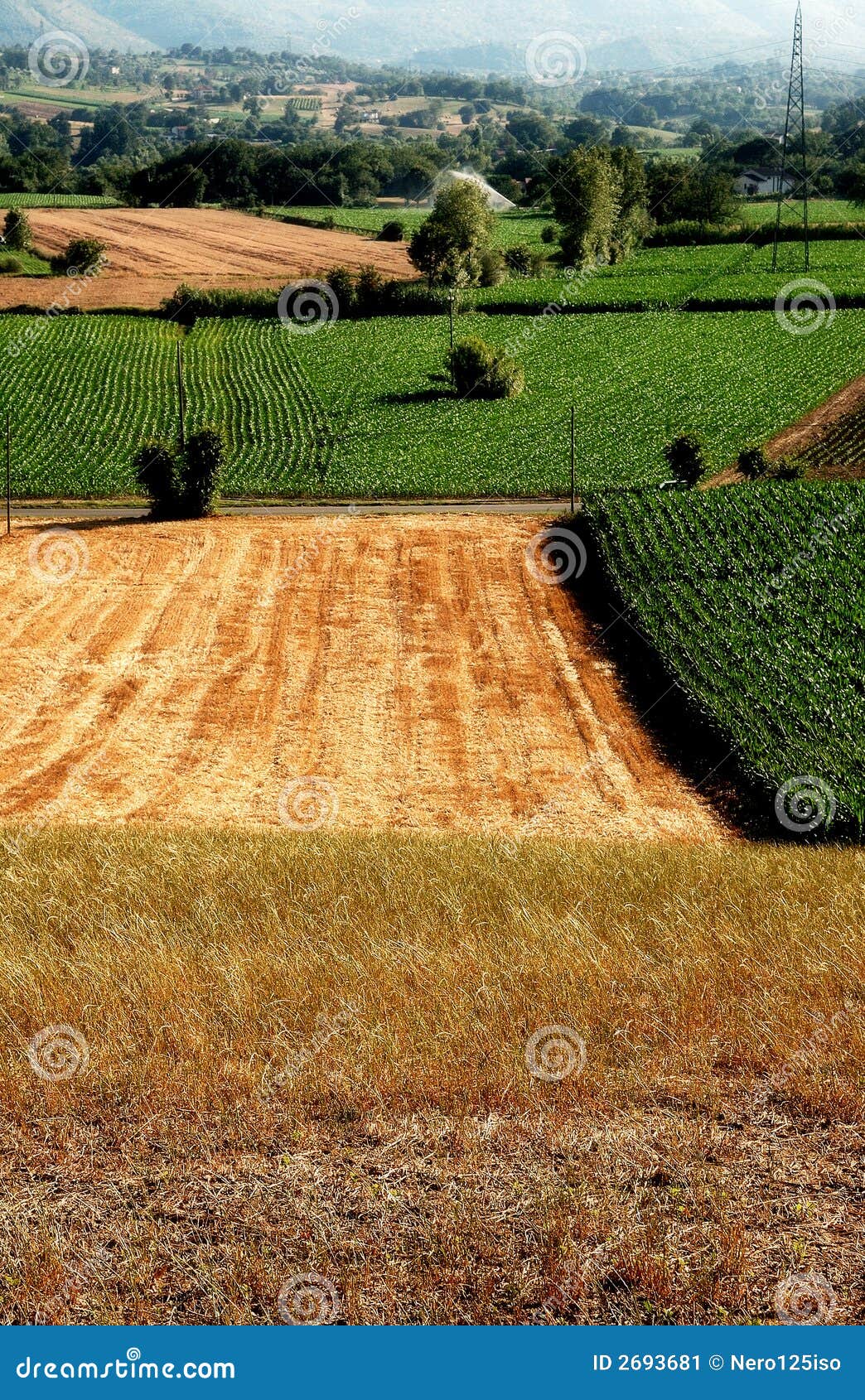 Hay and corn fields stock image. Image of peaceful, quanity - 2693681