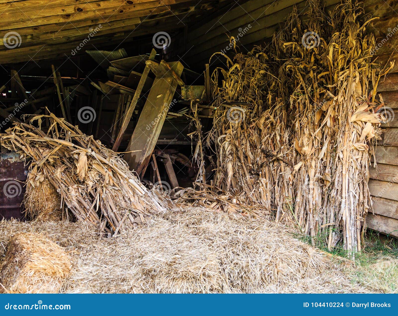 Hay and Corn Stalks in Old Barn Stock Photo - Image of stalks, corn ...