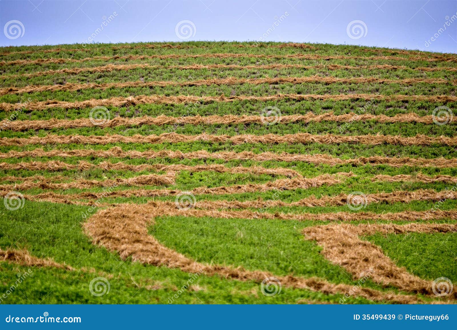 Hay Crop Swath stock image. Image of canada, agricultural - 35499439