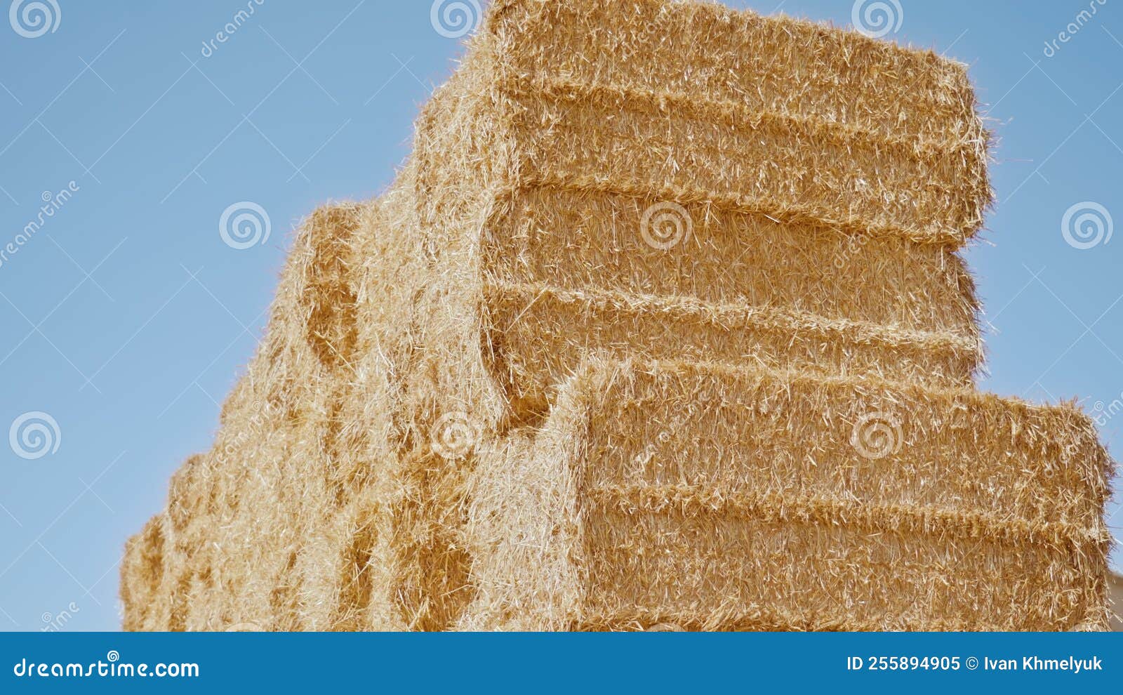 Hay cubes in the sun stock video. Video of nature, agricultural - 255894905