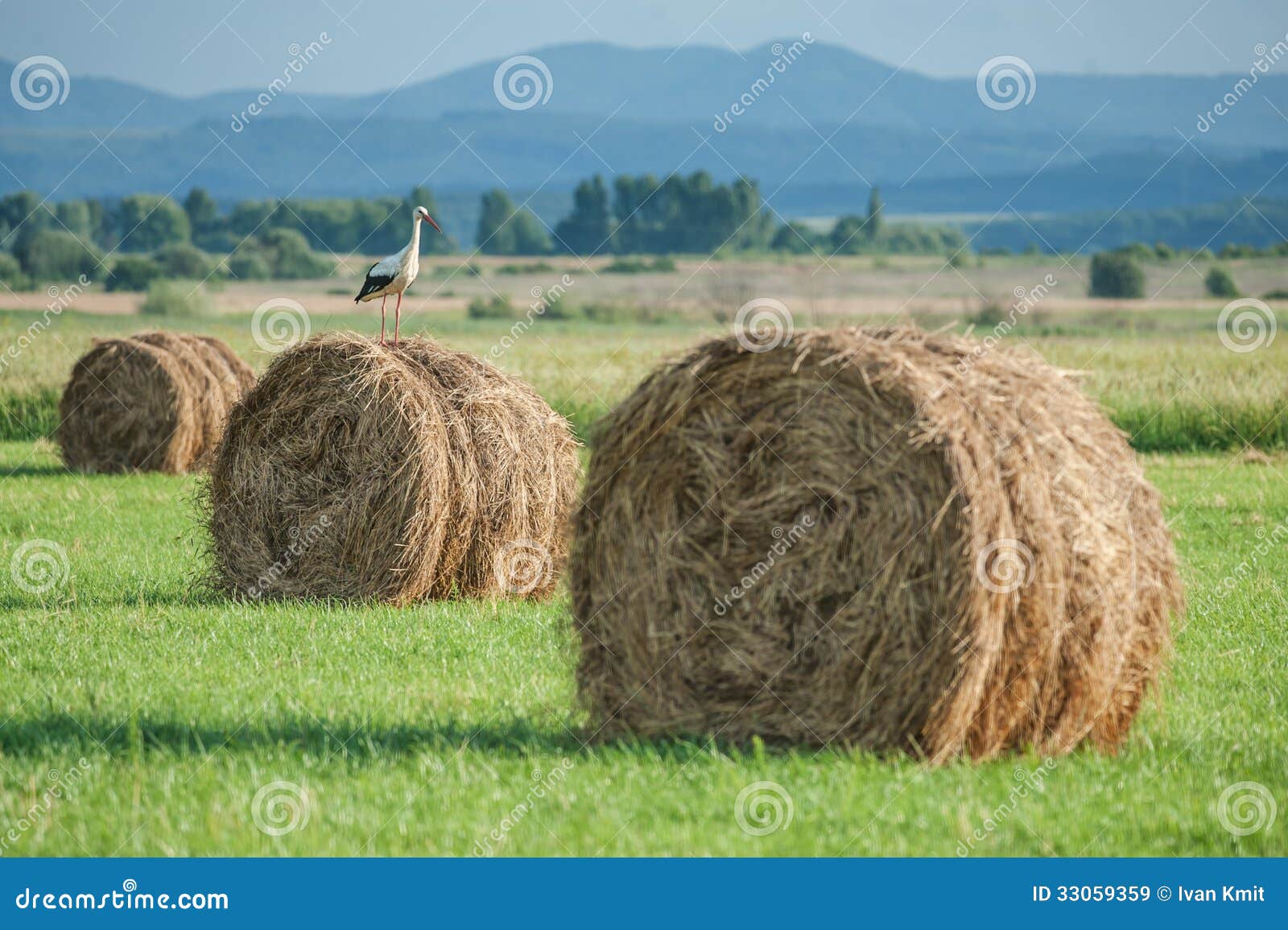 Hay stock image. Image of farmland, bird, nature, golden - 33059359