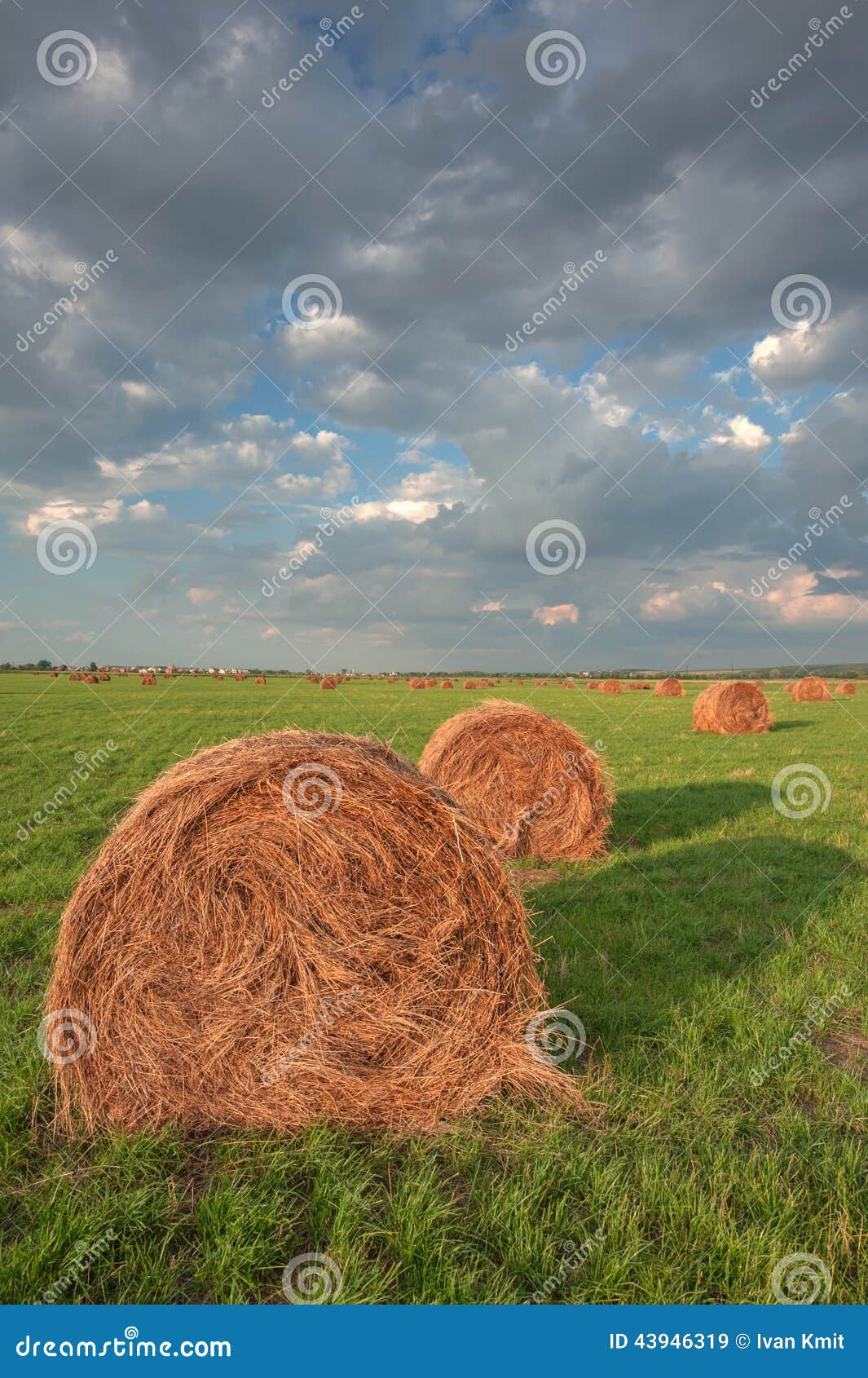 Hay stock image. Image of farmland, agricultural, golden - 43946319
