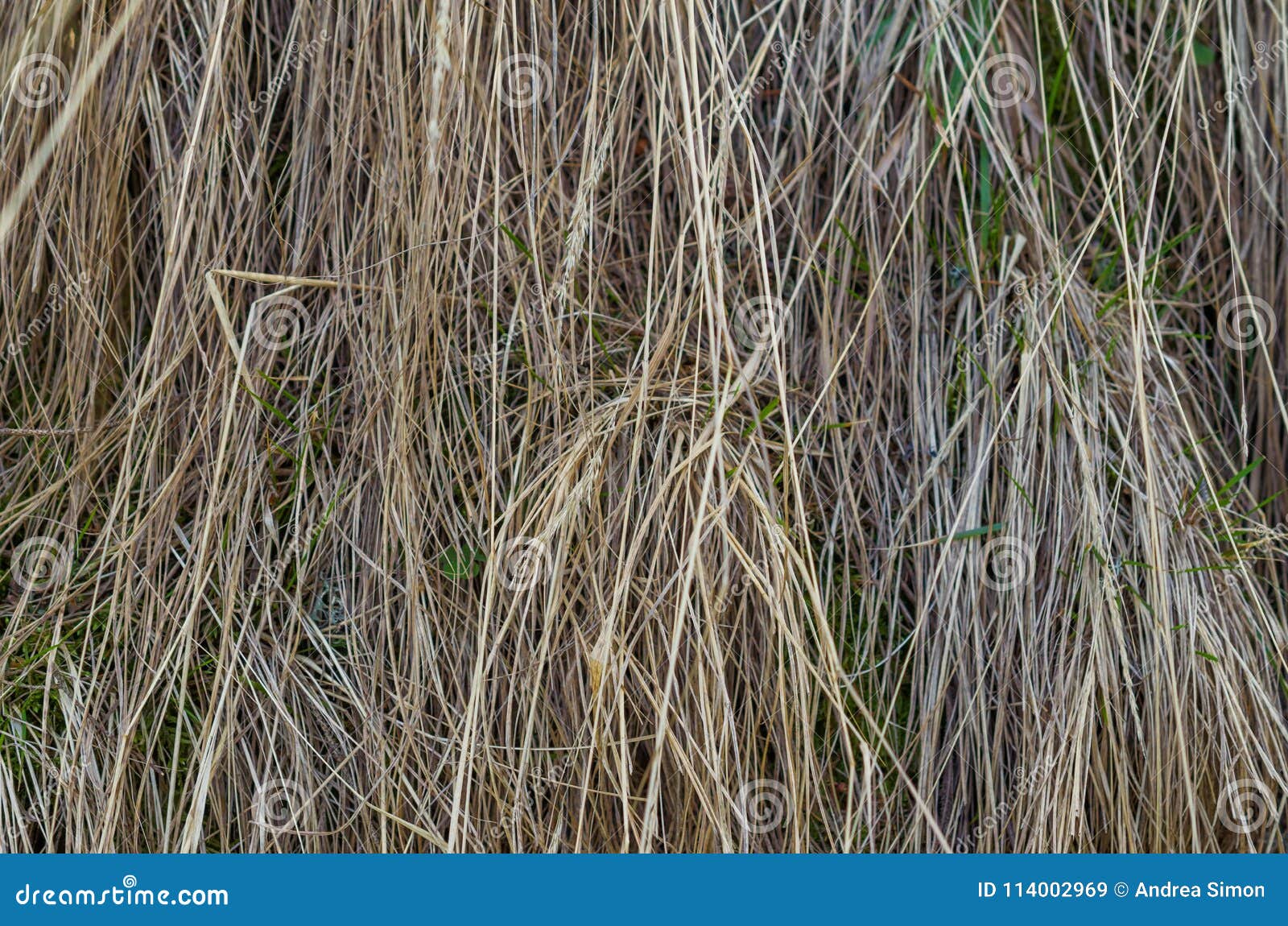 Dry Grass Texture Background Stock Image - Image of grazing, backdrop ...
