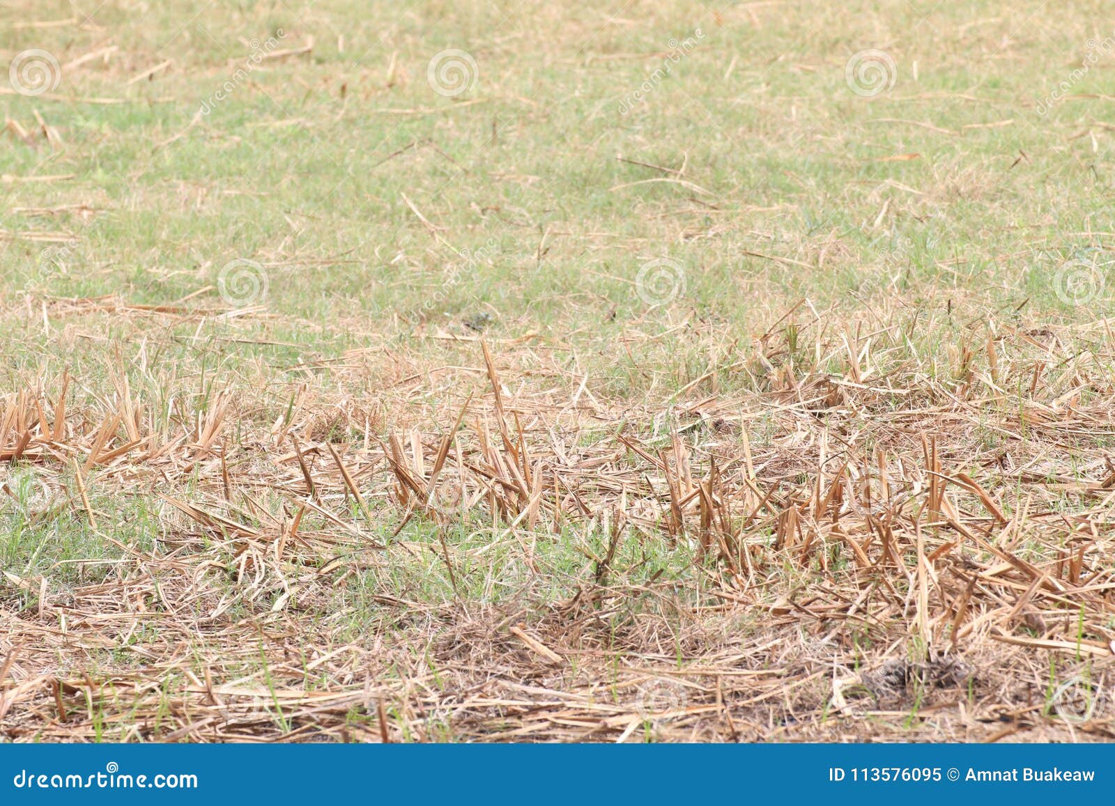 Hay Dry, Ground with Dry Grass Background Stock Image - Image of design ...