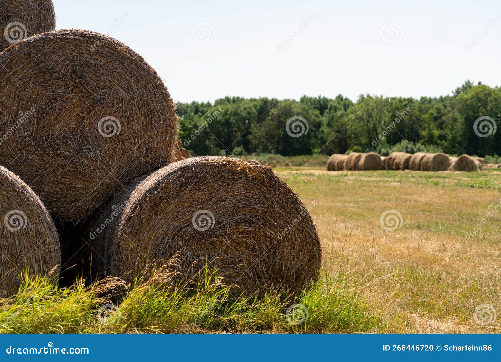 Hay on a farm stock photo. Image of farm, bales, haystack - 268446720