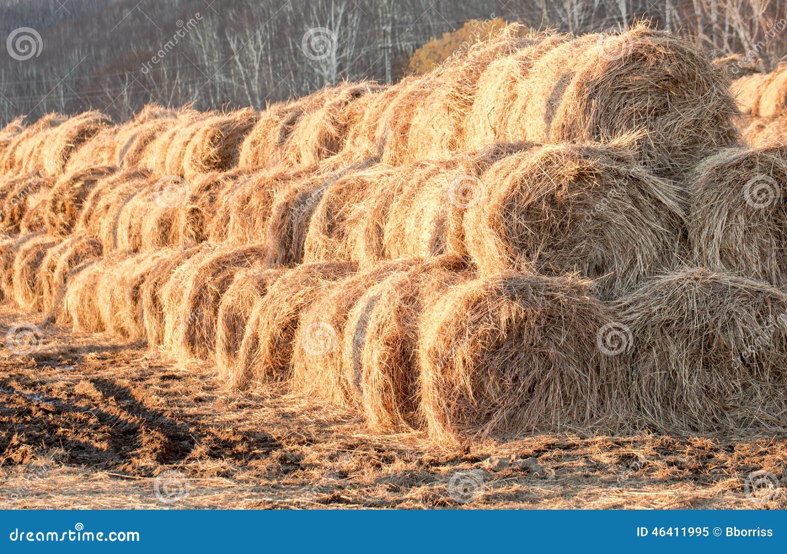 Hay on a farm stock image. Image of corn, haystack, eating - 46411995
