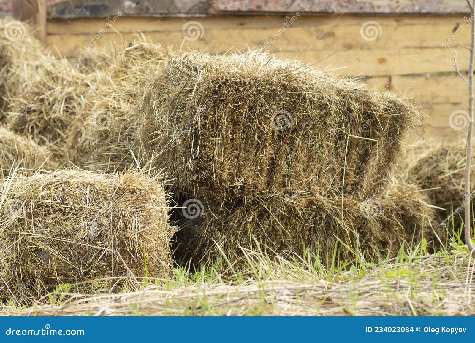 Hay on the Farm. Sheaves of Hay Collected in a Grid Stock Photo - Image ...