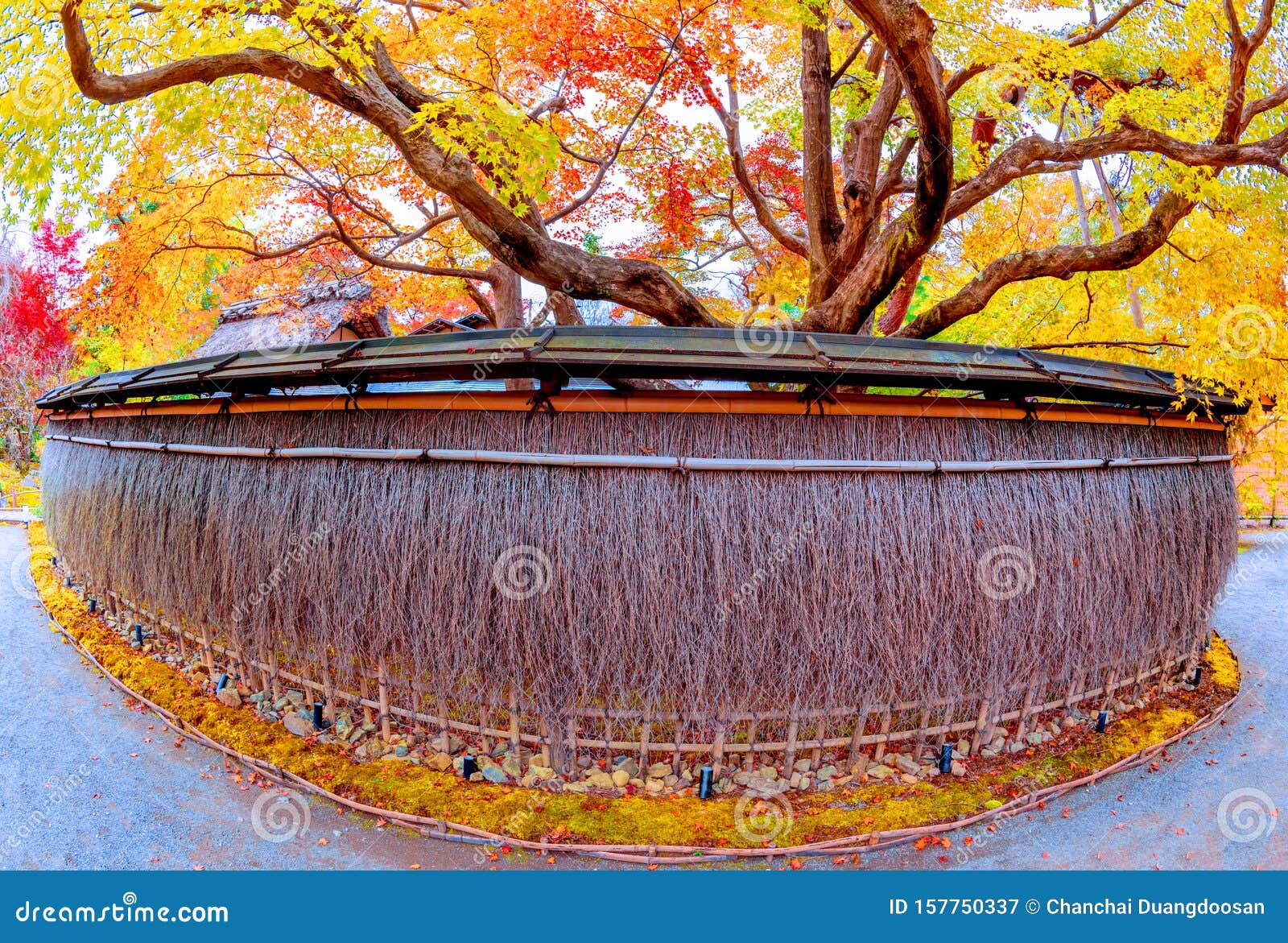 Hay fence around the maple stock image. Image of tree - 157750337