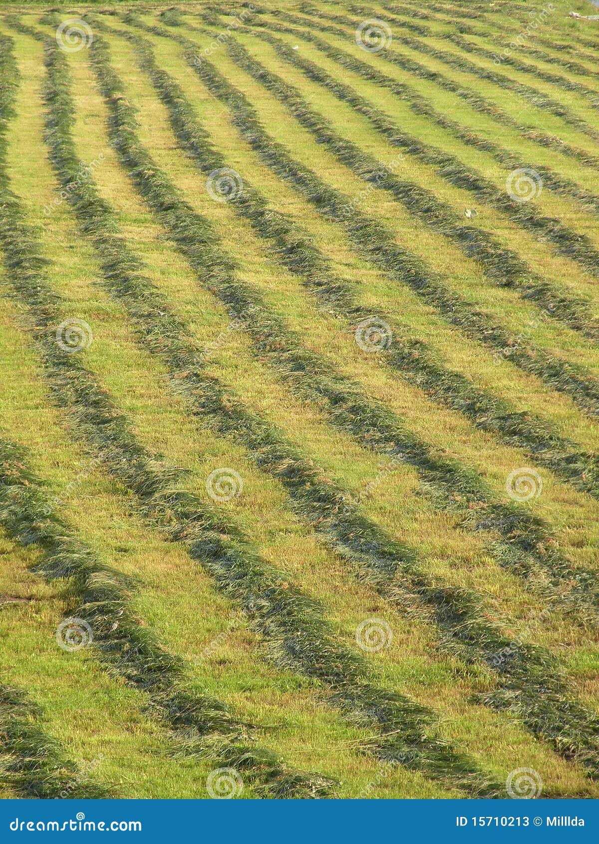 Hay on the field stock image. Image of line, view, textures - 15710213