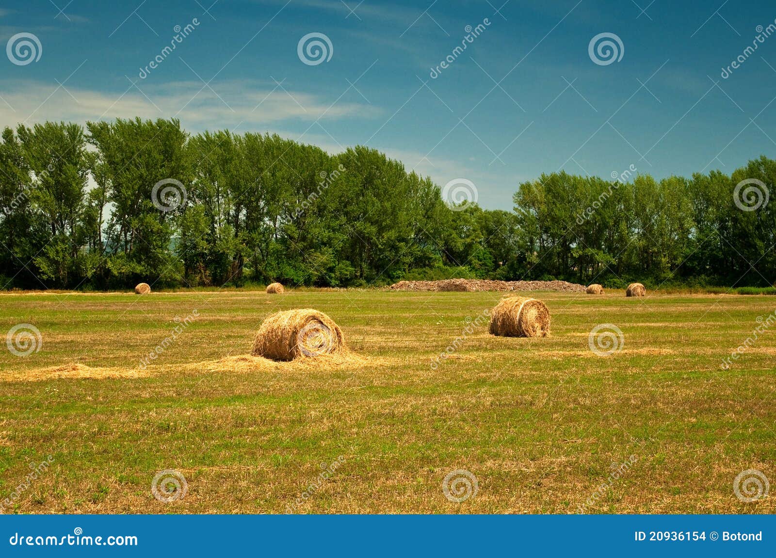 Hay on field stock photo. Image of industry, countryside - 20936154