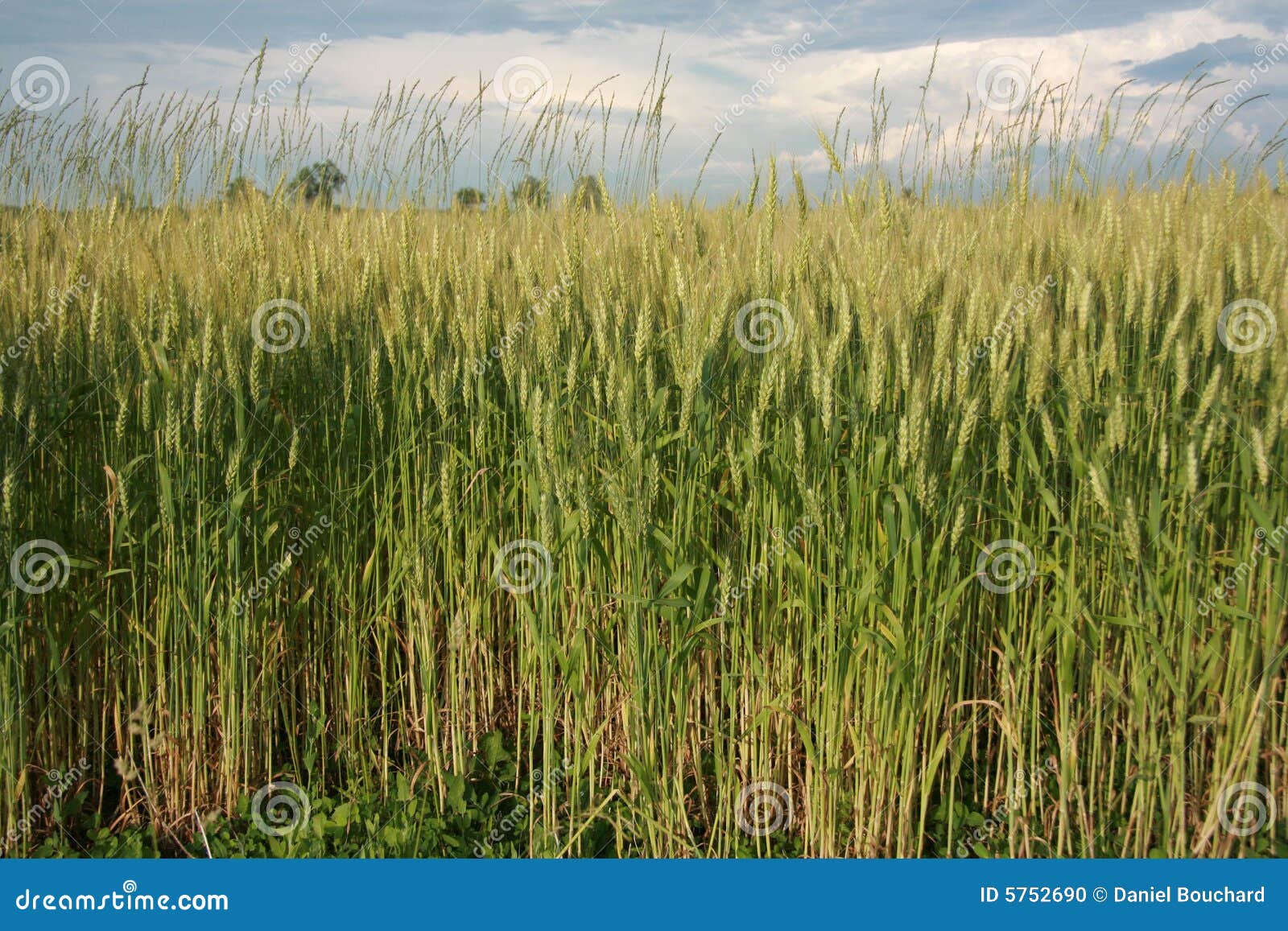 Hay Field stock photo. Image of agriculture, field, growing - 5752690
