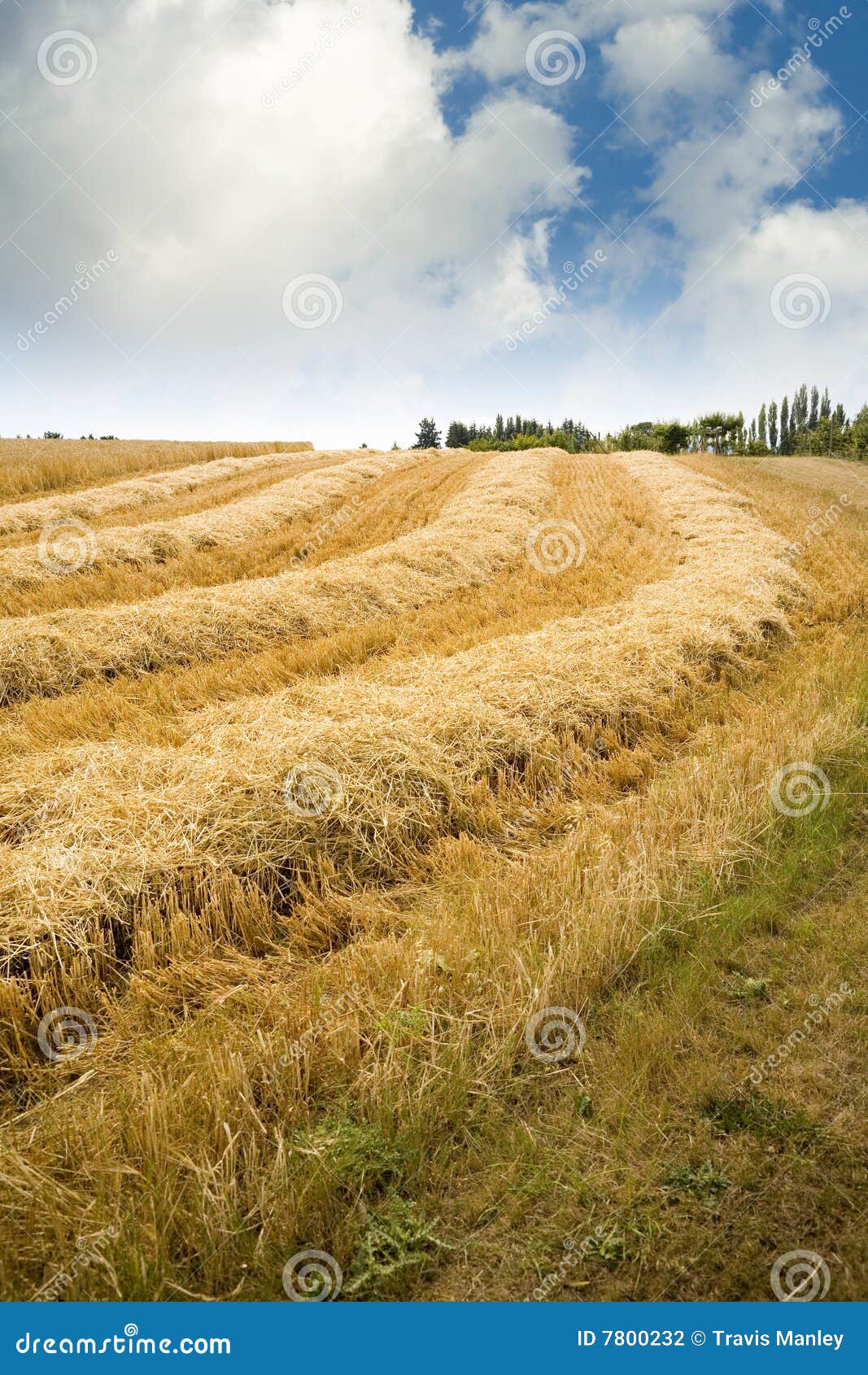 Hay Field stock photo. Image of washington, fresh, farming - 7800232
