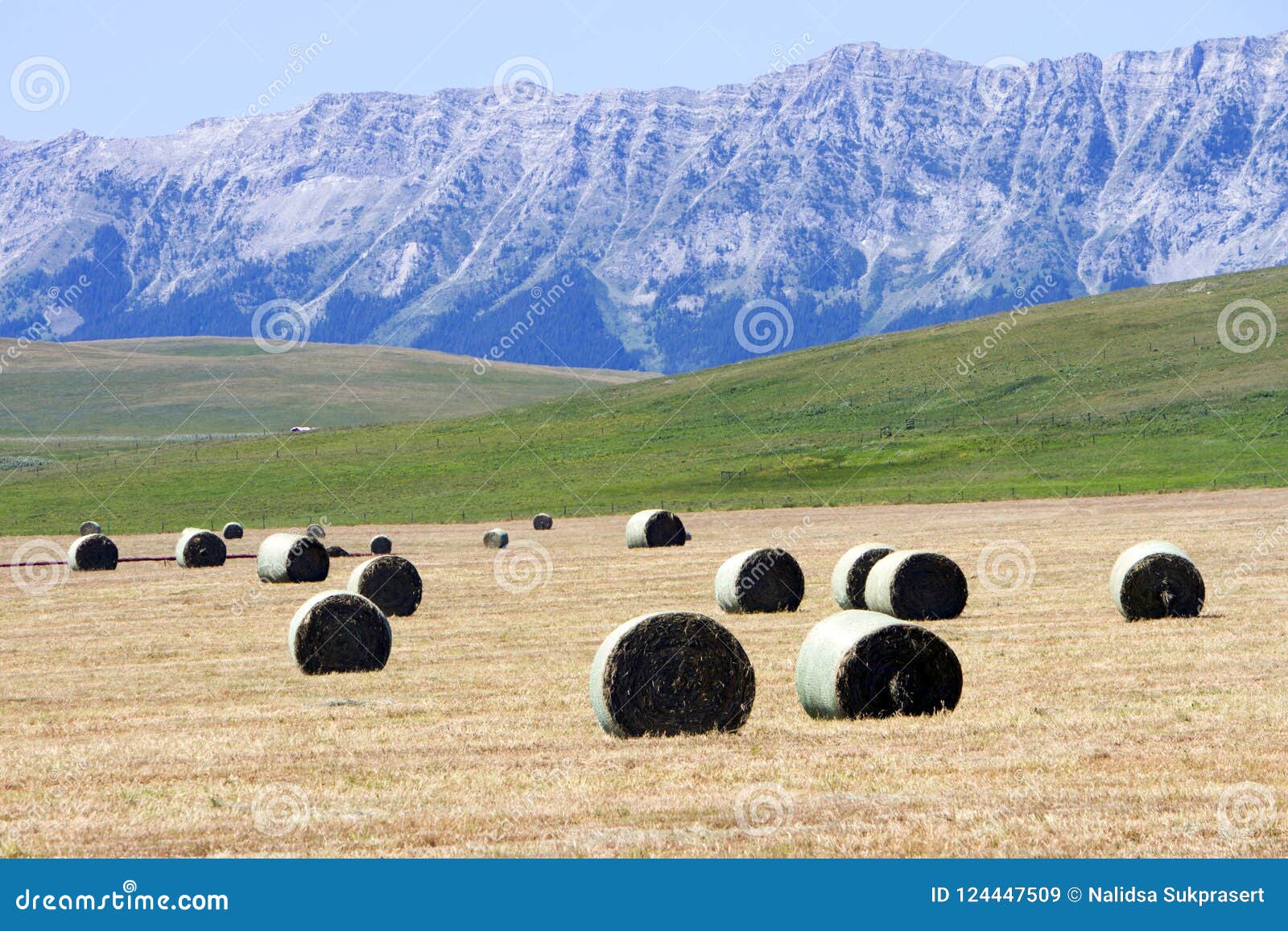 Hay Field Alberta Rodado Bala Imagen de archivo - Imagen de exterior ...