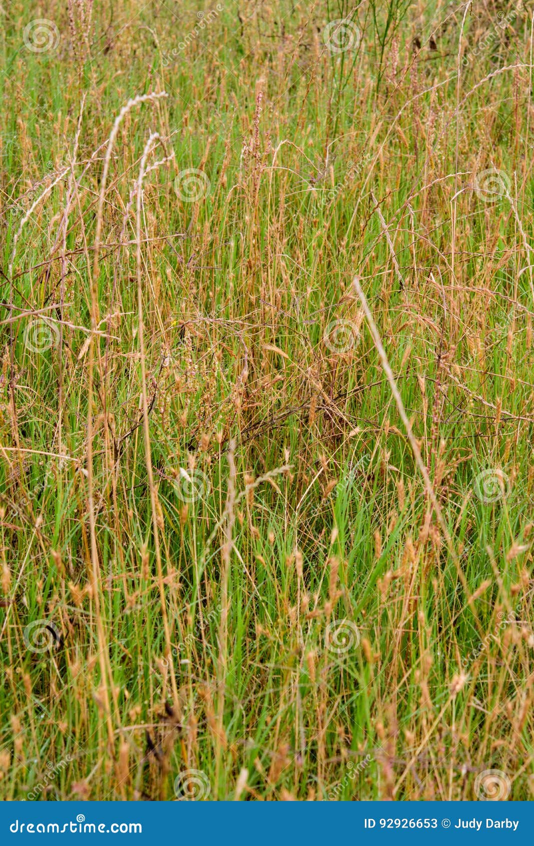 Hay Field stock image. Image of grasses, texture, farmers - 92926653