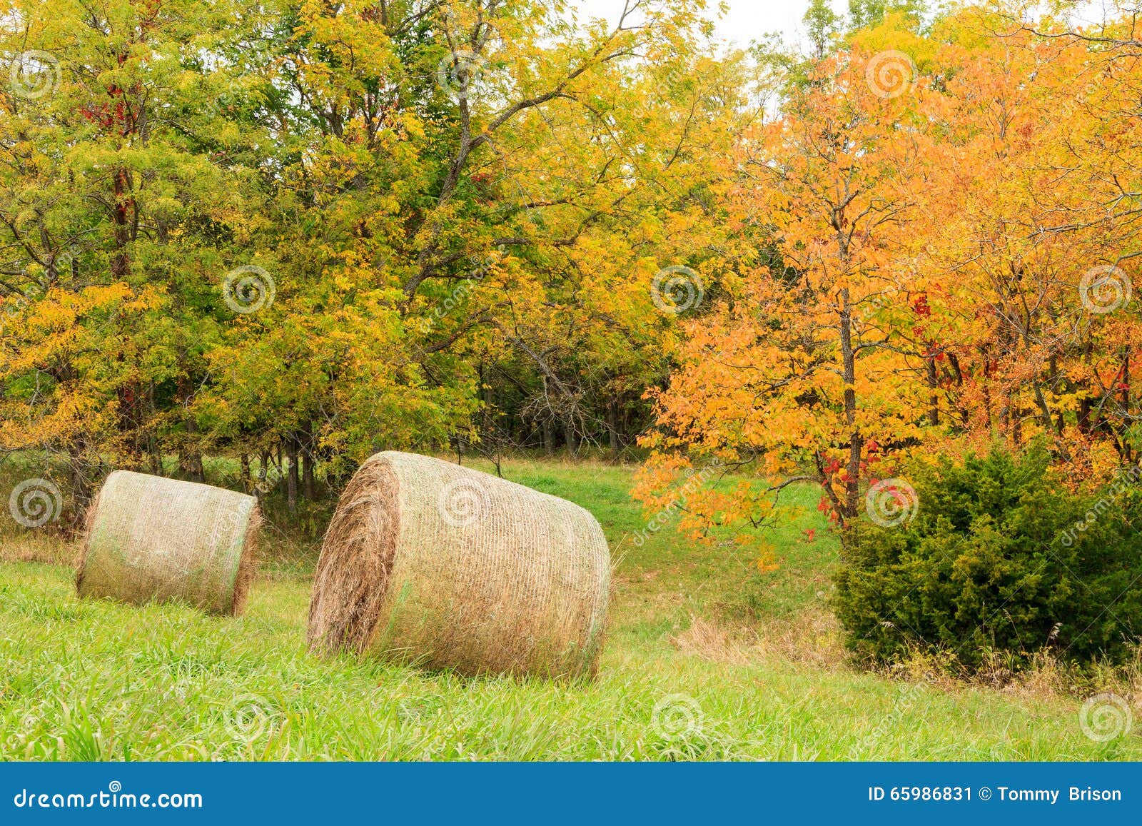 Hay Field during the Fall stock image. Image of landscape - 65986831