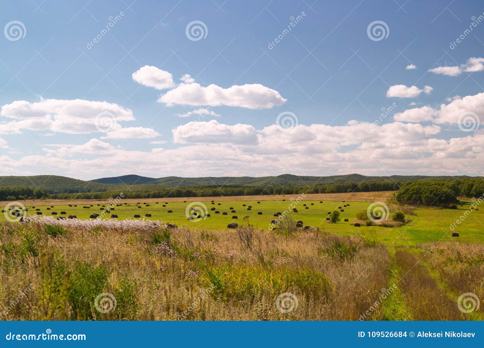 Hay on the field stock photo. Image of circle, country - 109526684
