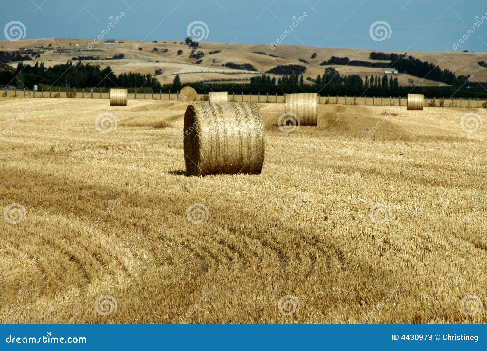 Hay field New Zealand stock image. Image of blue, golden - 4430973