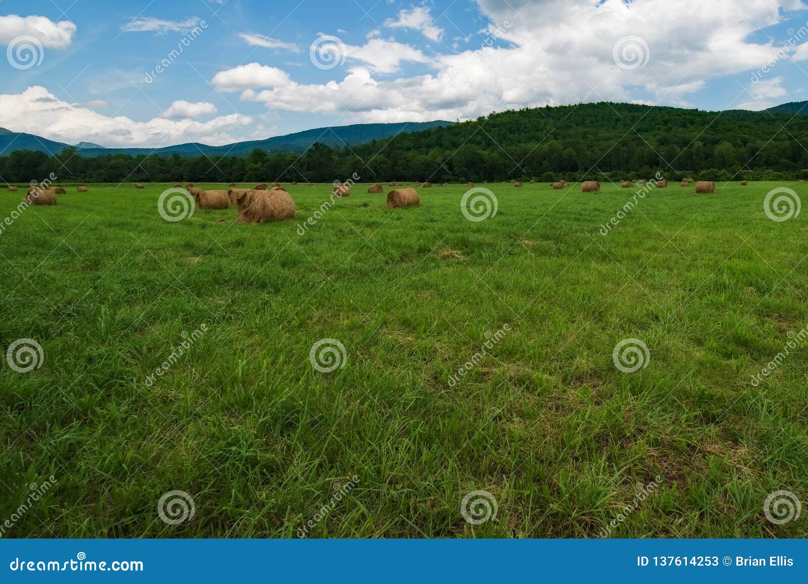 Hay Field in North Carolina Stock Image - Image of harvested, nature ...