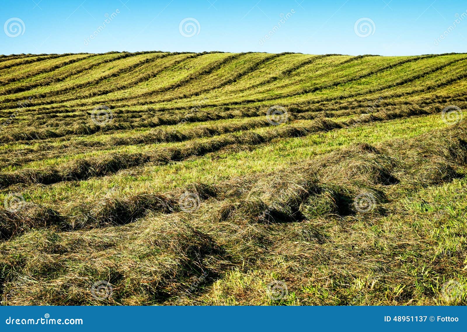 Hay field stock image. Image of idyllic, scene, autumn - 48951137