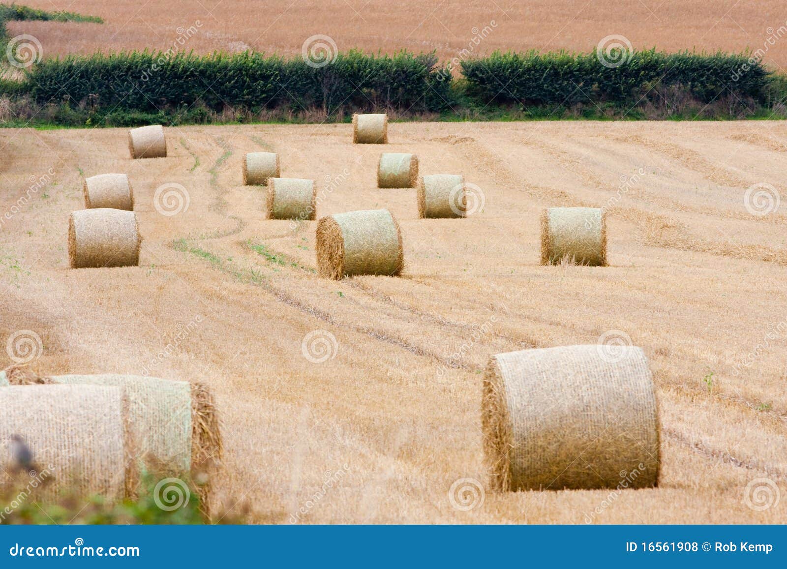 Hay Field View with Large Round Bales Stock Photo - Image of crop ...