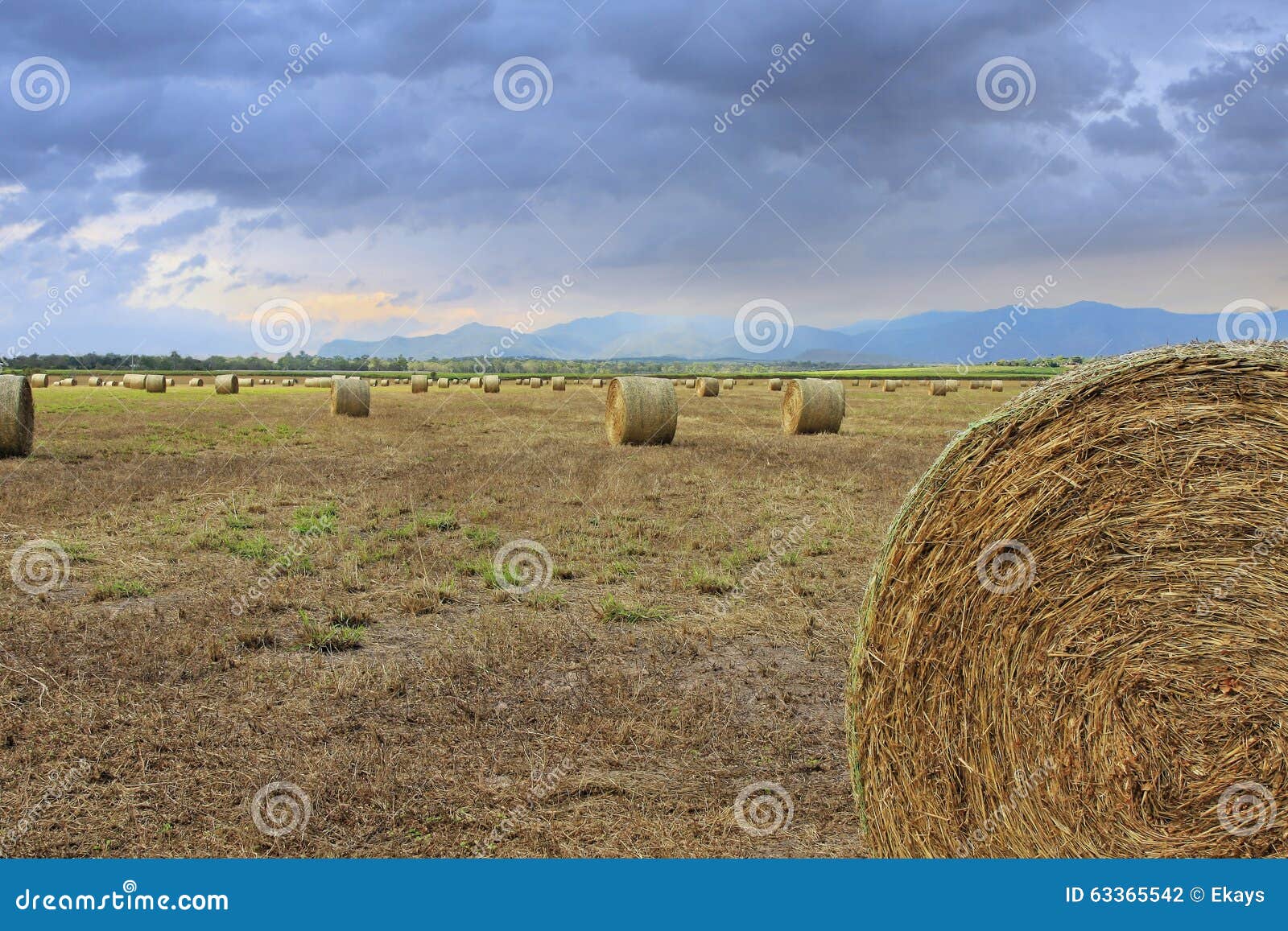 Hay fields stock photo. Image of field, mountains, closeup - 63365542