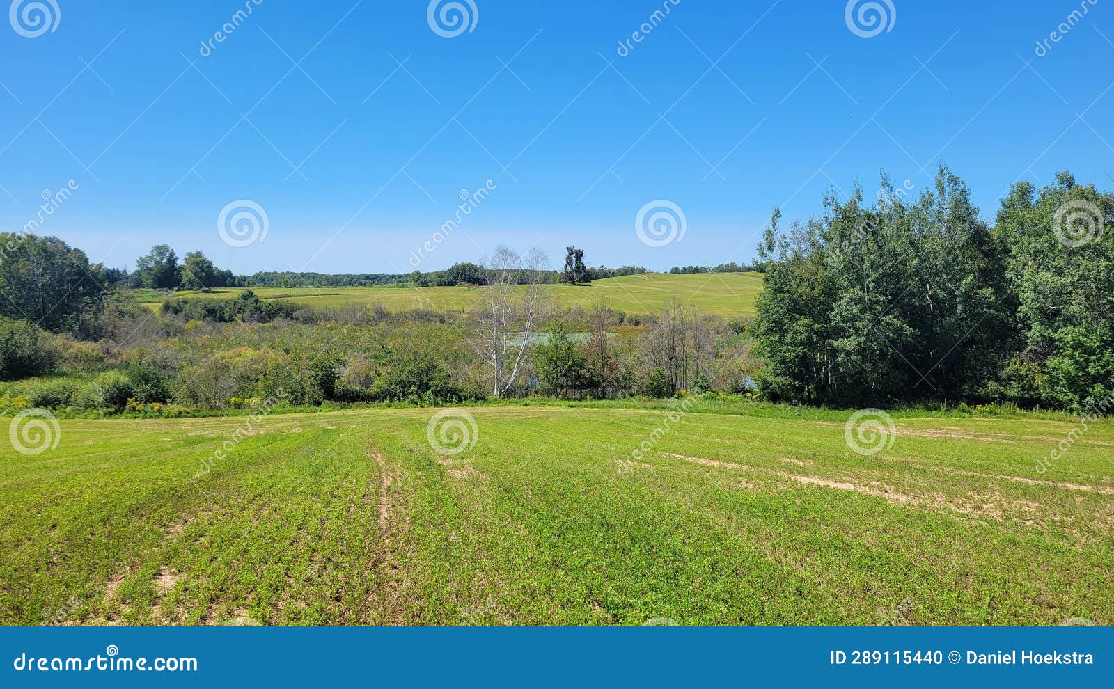 Hay Fields with a Swamp in the Middle Stock Photo - Image of swamp ...