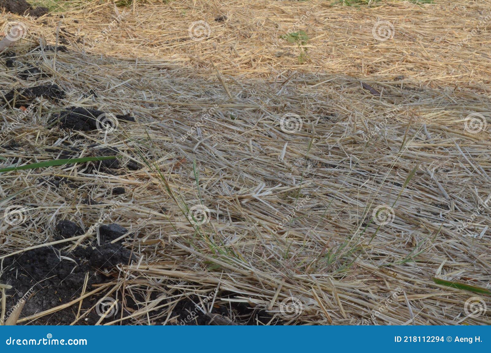 Hay on the floor. stock photo. Image of small, farmland - 218112294