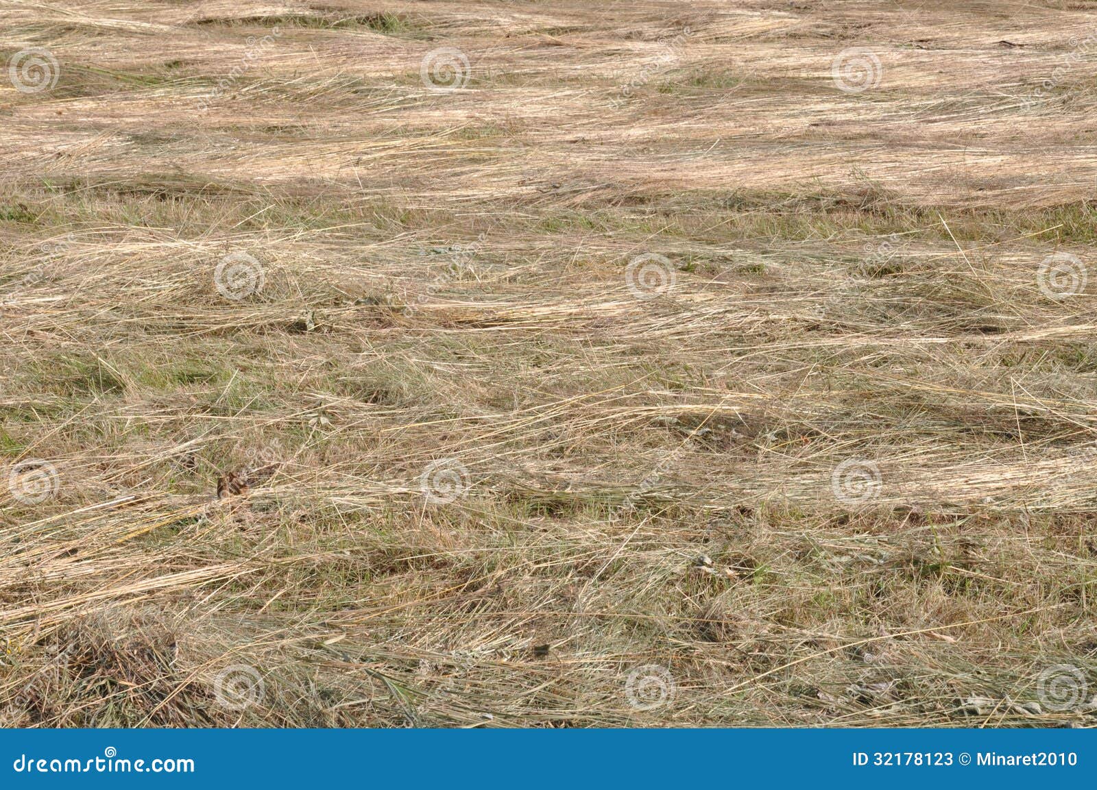 Hay, freshly cut grass stock image. Image of grassland - 32178123