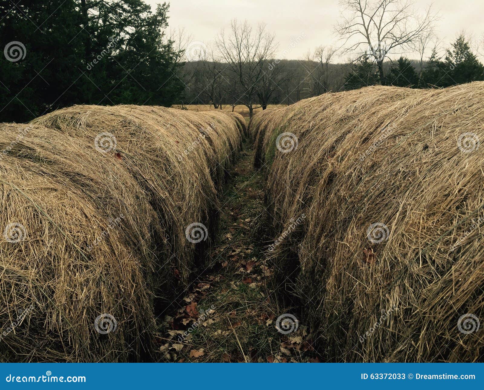 Hay stock image. Image of rows, country, good - 63372033