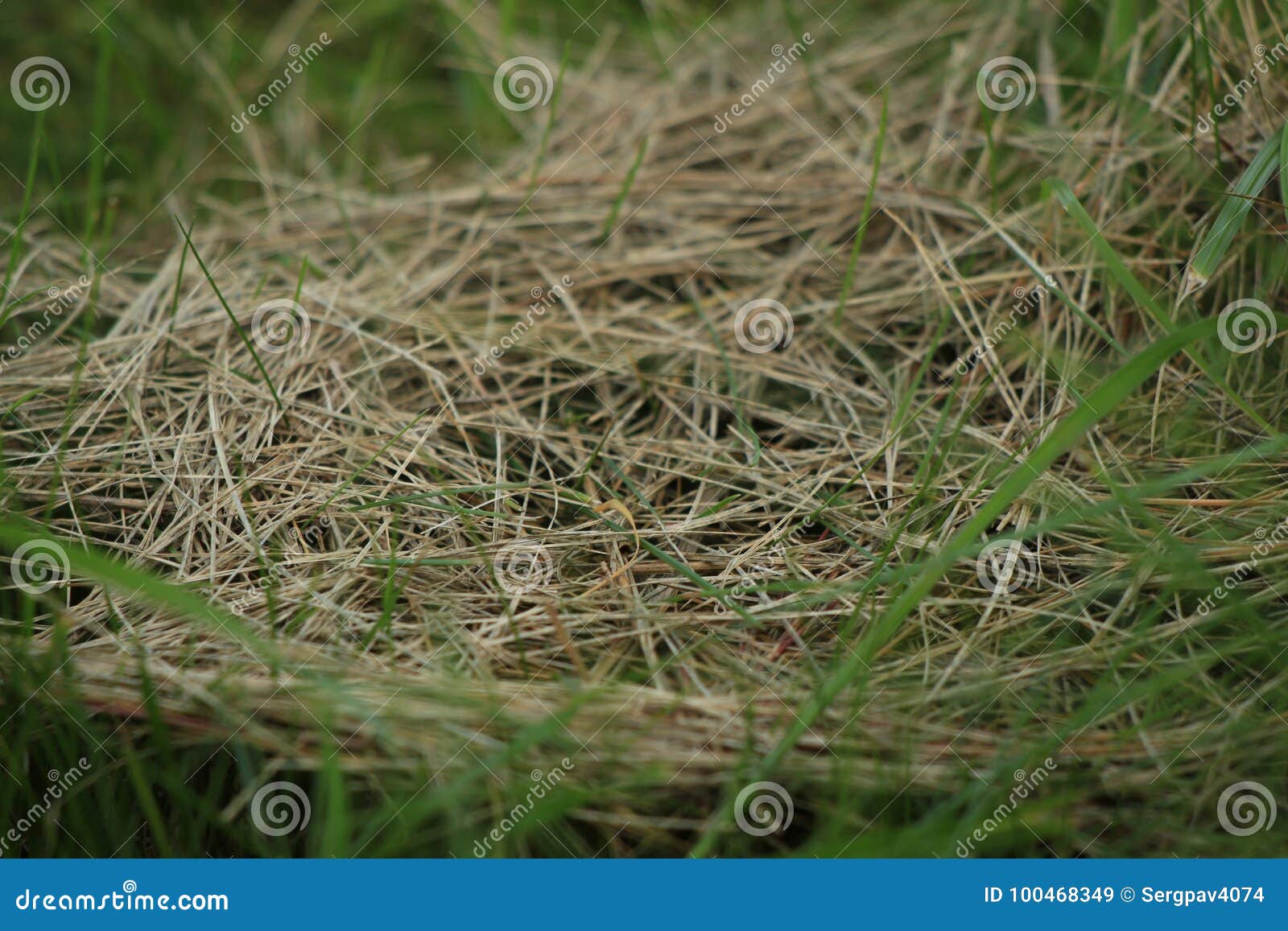 Hay in the grass stock image. Image of berry, food, gold - 100468349