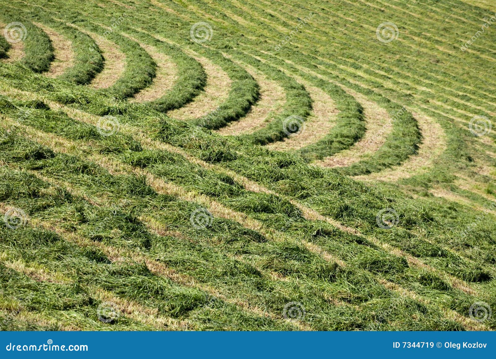 Hay grass pattern stock image. Image of natural, growth - 7344719