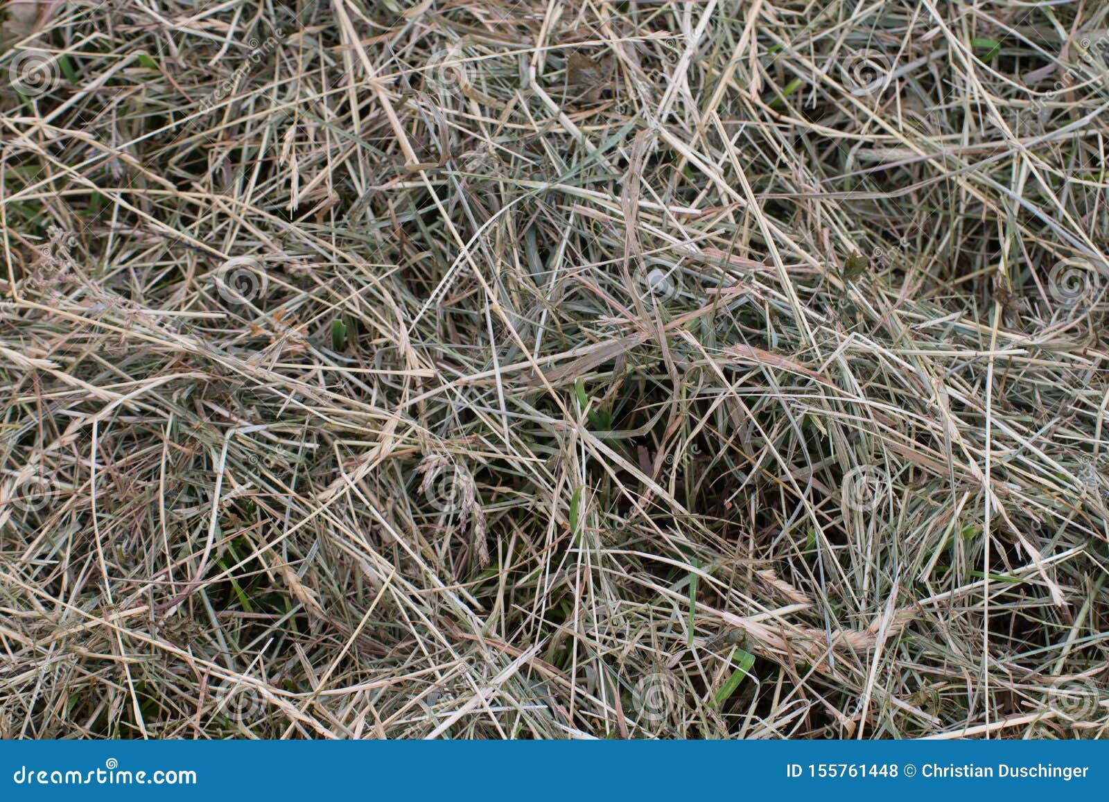 Hay on a Grassland in Spring Stock Photo - Image of husbandry ...