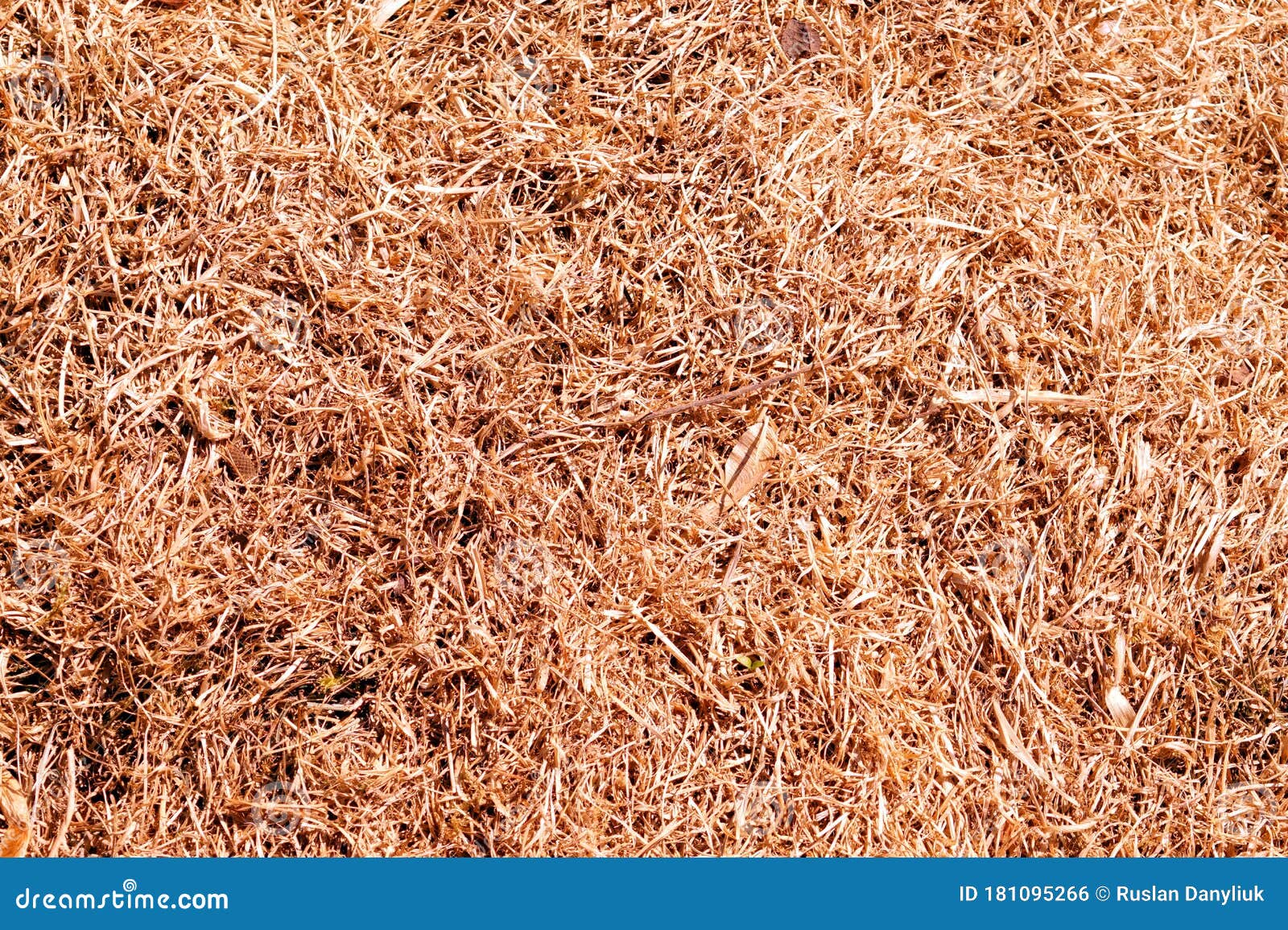 Hay on the ground stock photo. Image of herbicide, plant - 181095266