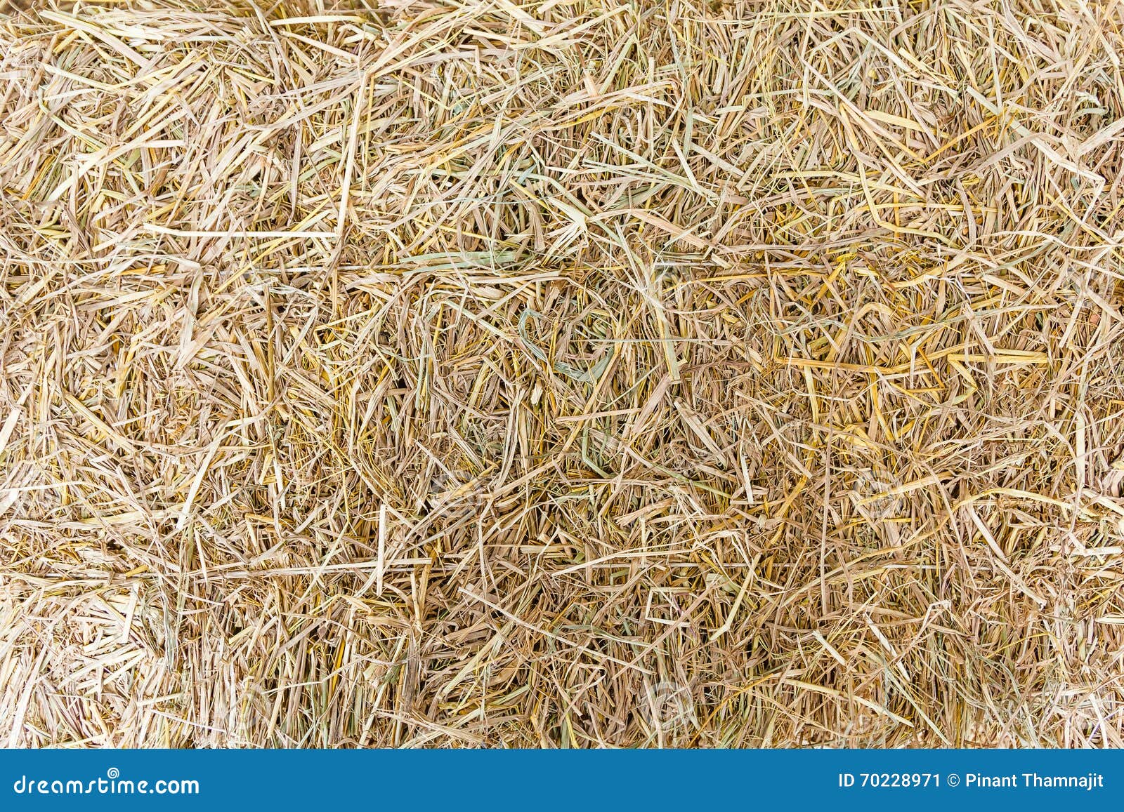 Hay on ground. stock image. Image of textured, heap, farm - 70228971