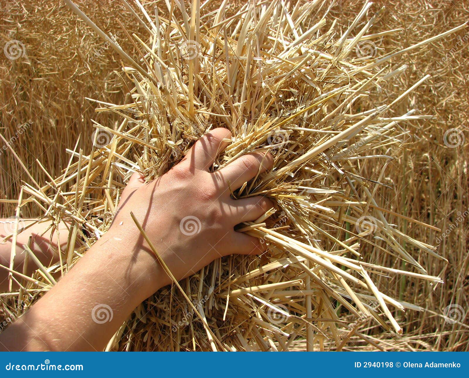 Hay and hand stock photo. Image of summer, hair, crop - 2940198
