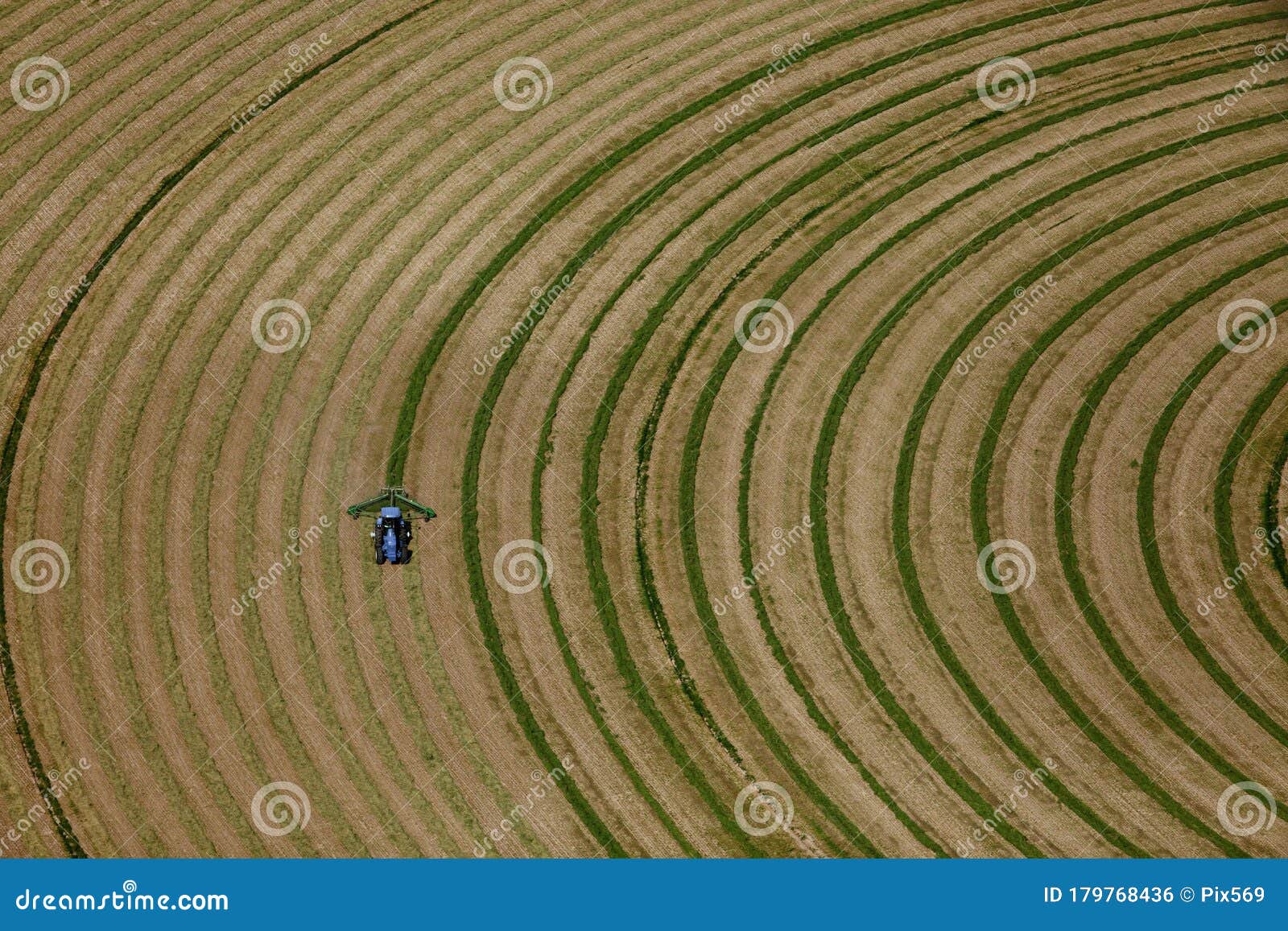 Alfalfa Hay Cut and Wind Rowed in an Idaho Field Stock Photo - Image of ...