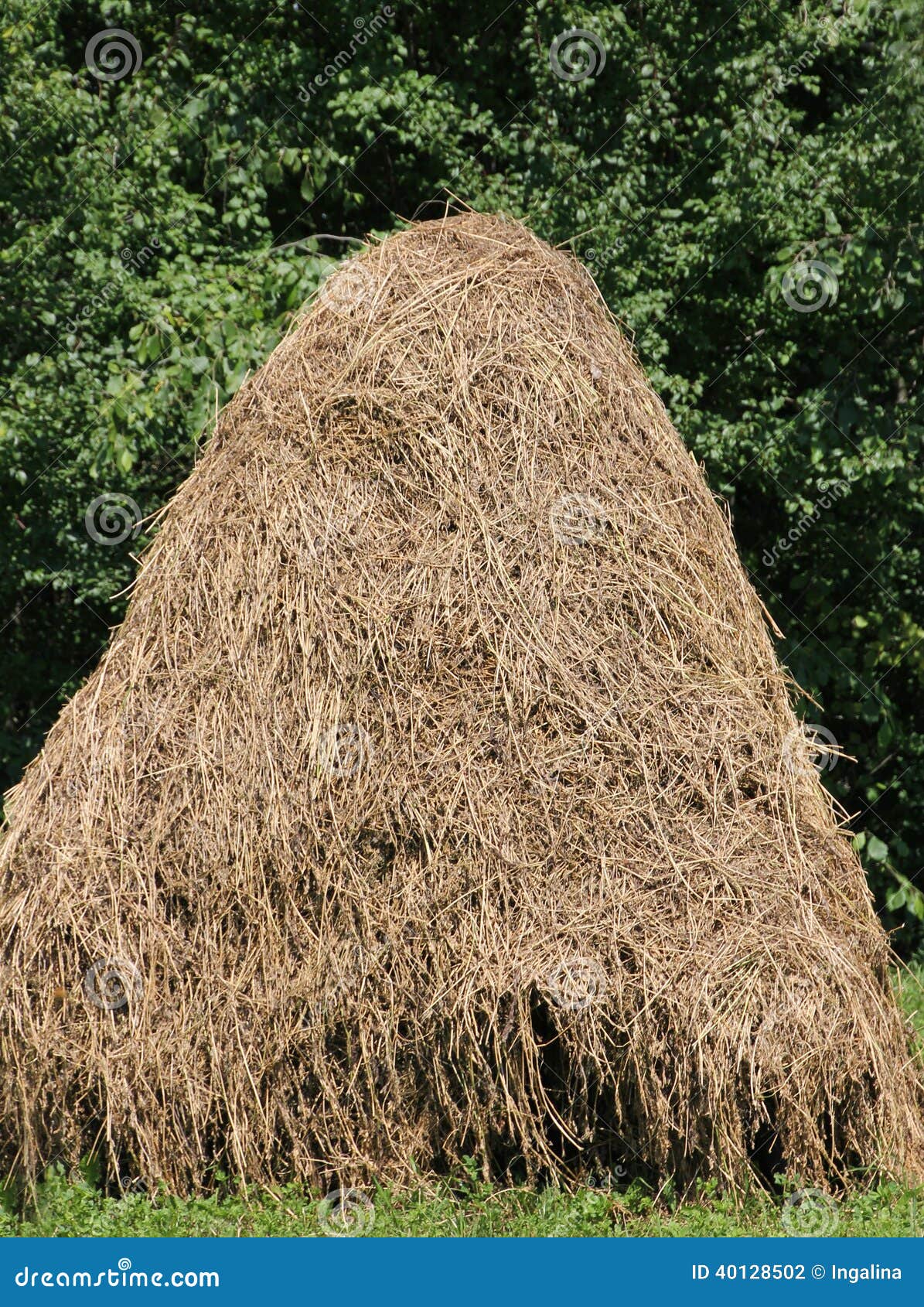 Hay heap stock photo. Image of farmland, hayheap, bales - 40128502