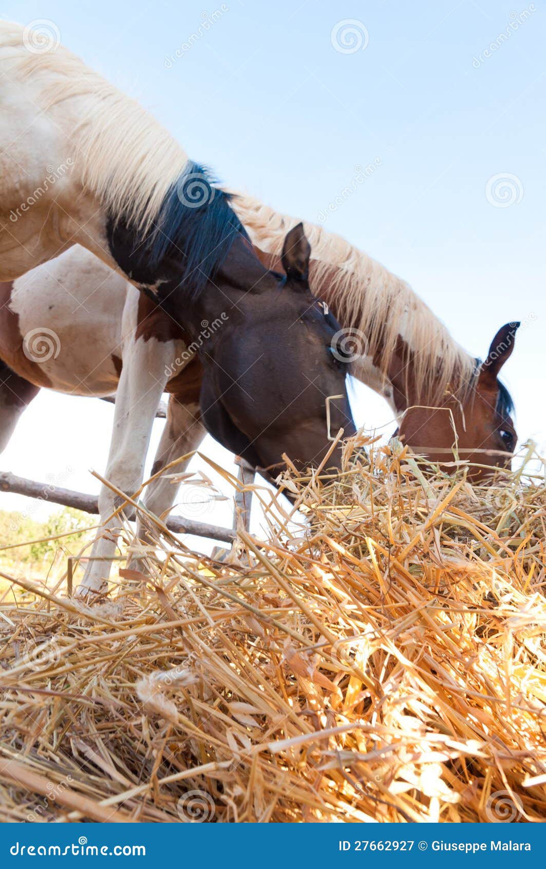 Hay horses. stock image. Image of closeup, stains, sideburns - 27662927