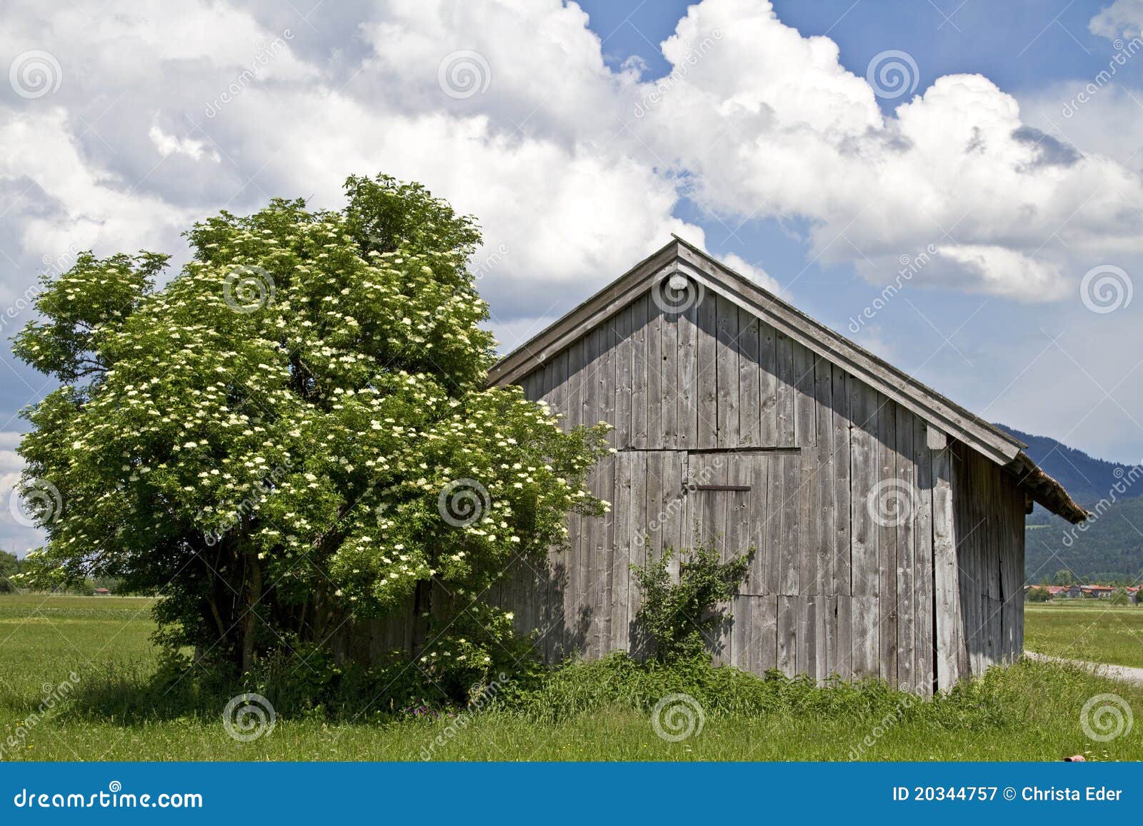 Hay Hut and Elderberry Bush Stock Image - Image of shrubs, umbels: 20344757
