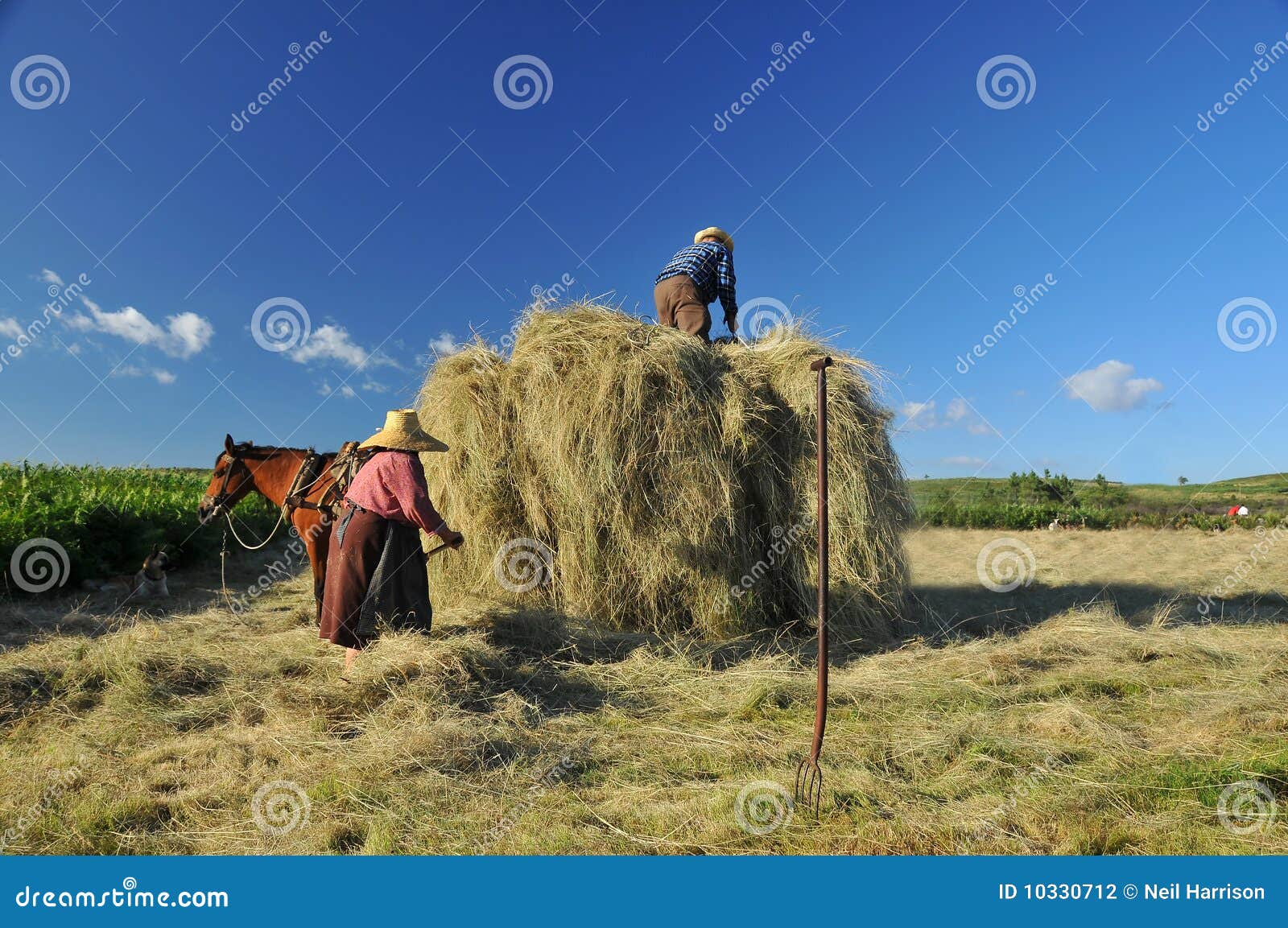 Hay making stock photo. Image of cart, agricultural, sunshine - 10330712